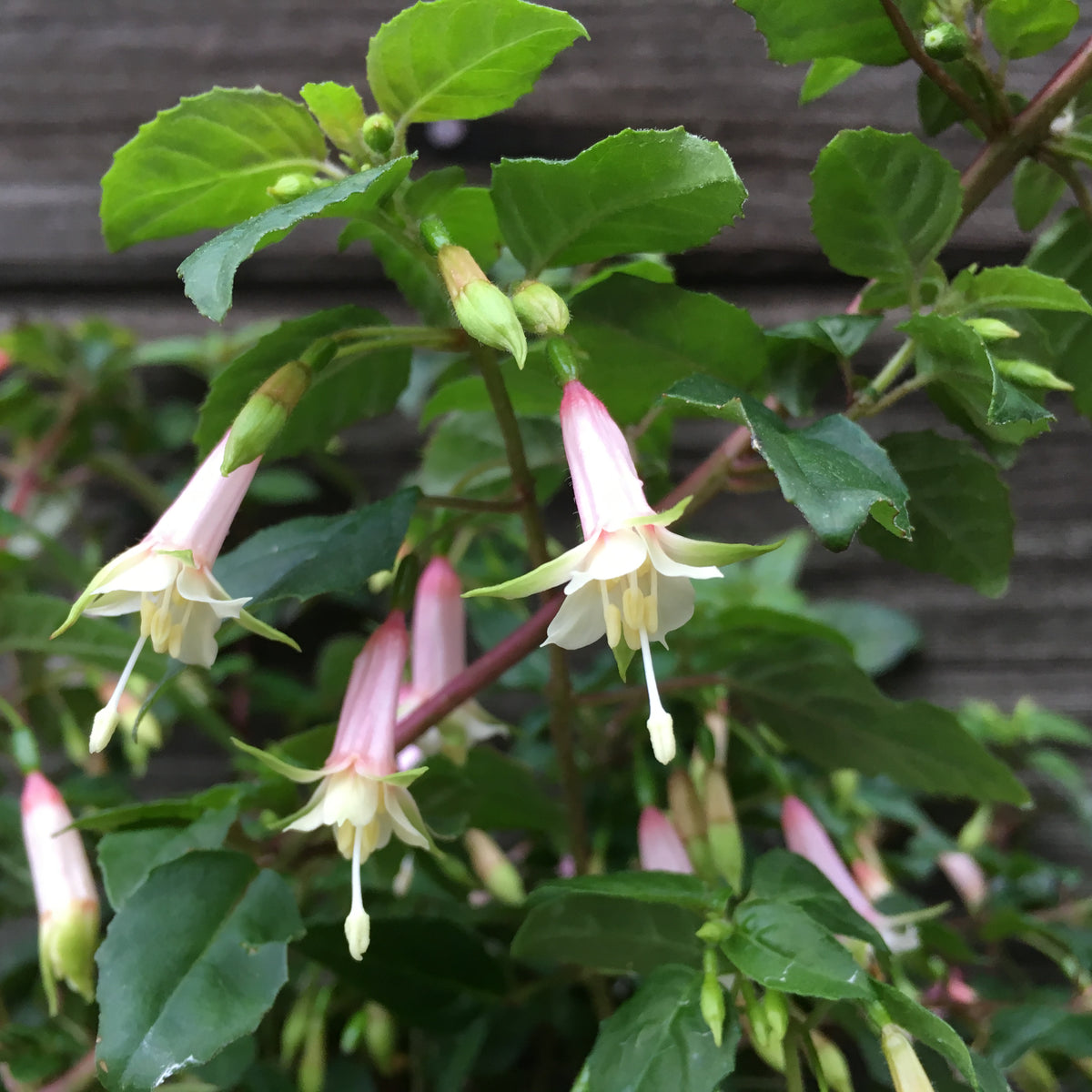 Fuchsia 'Rhys' - 1 gallon plant – Norrie's Gift and Garden Shop at the ...