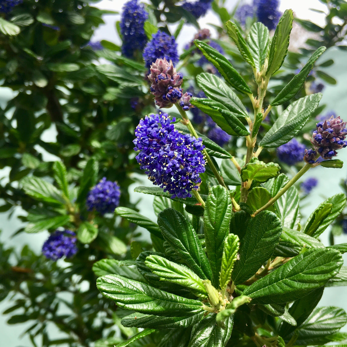 Ceanothus 'Blue Ray' - 5 gallon plant – Norrie's Gift and Garden Shop ...