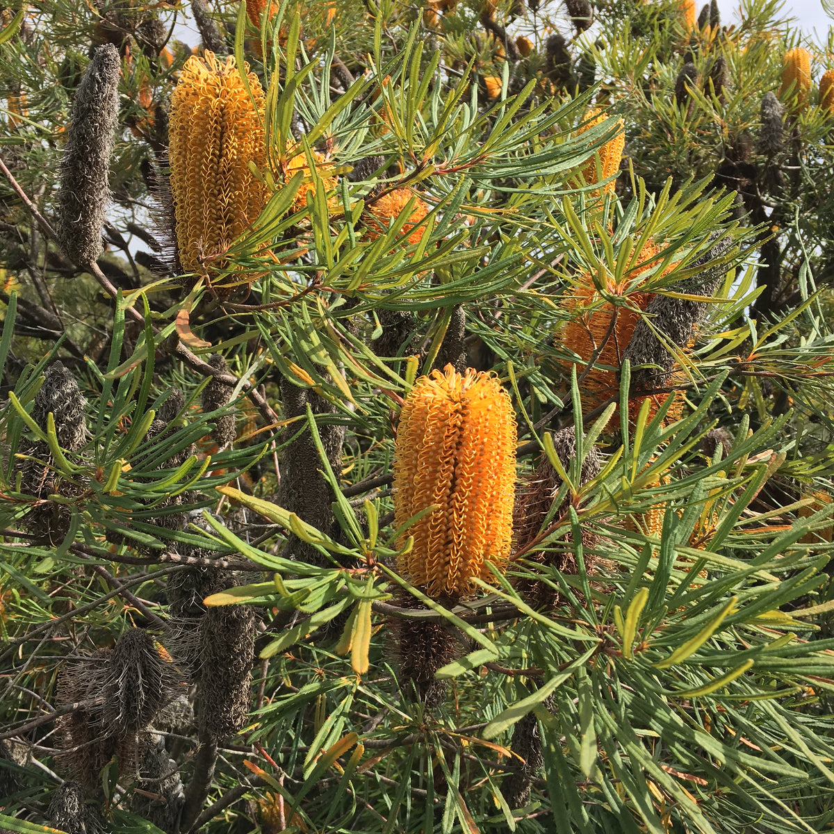 Banksia spinulosa 'Red Rock' - 5 gallon plant – Norrie's Gift and ...
