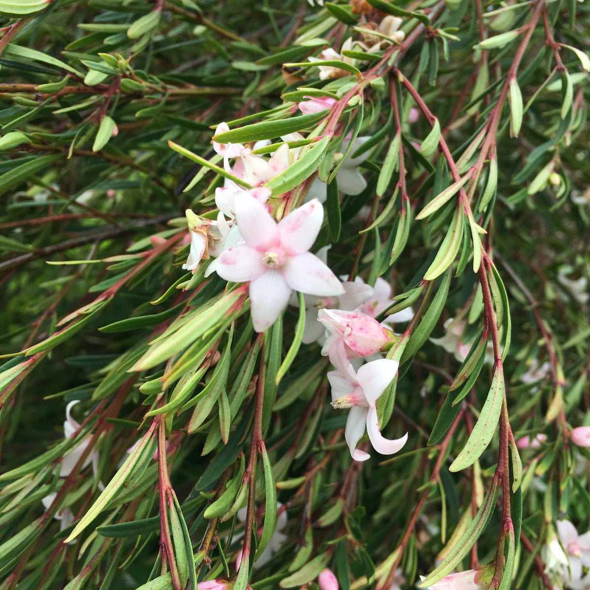 Crowea 'Pink Blush' - 1 gallon plant – Norrie's Gift and Garden Shop at ...