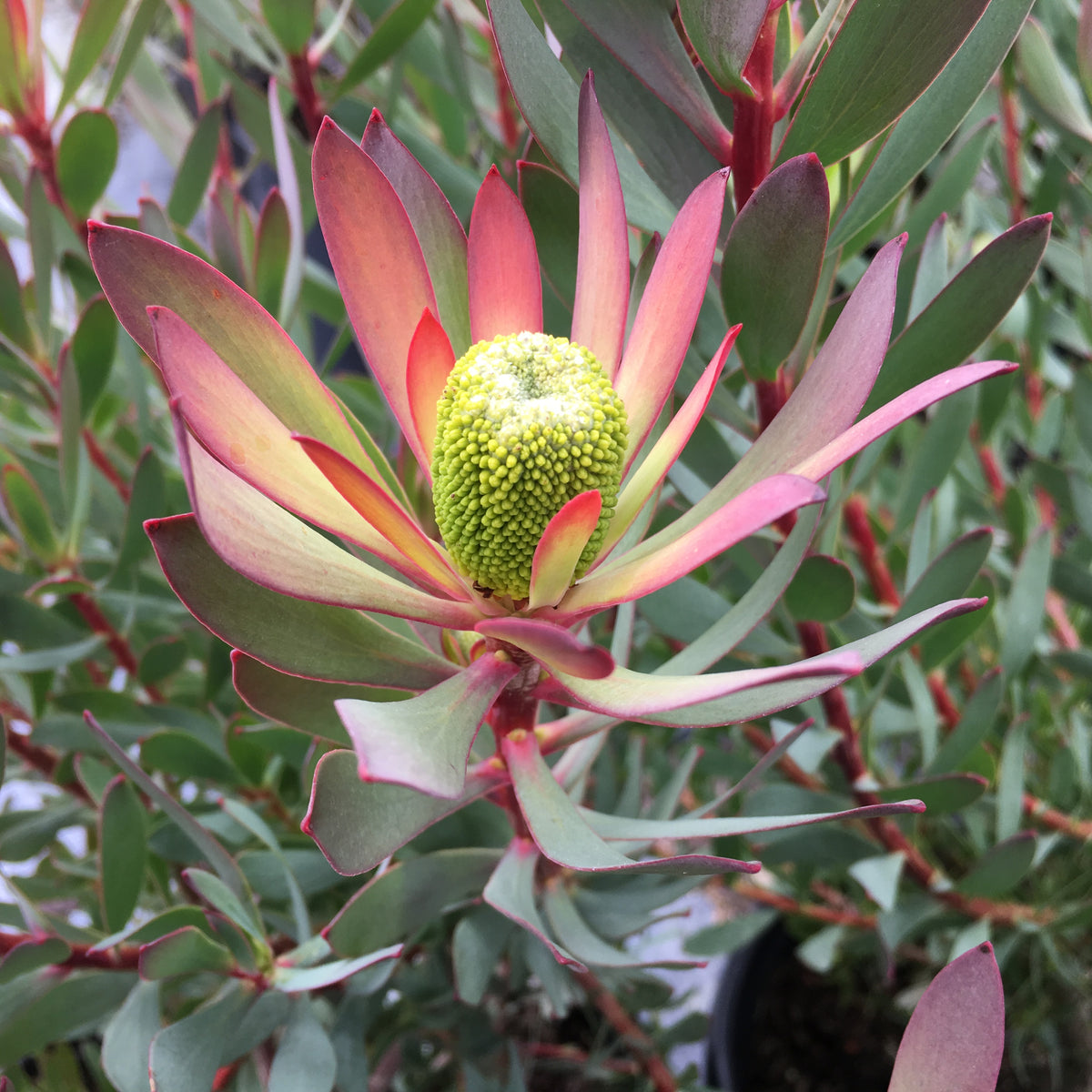 Leucadendron 'Hawaii Magic' (male cultivar) - 1 gallon plant – Norrie's ...