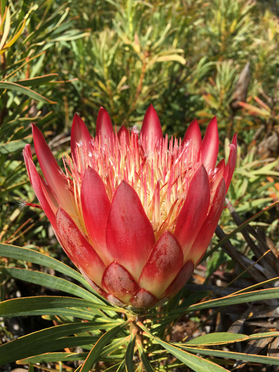 Protea repens 'Summer Pink' - 2 gallon plant – Norrie's Gift and Garden ...