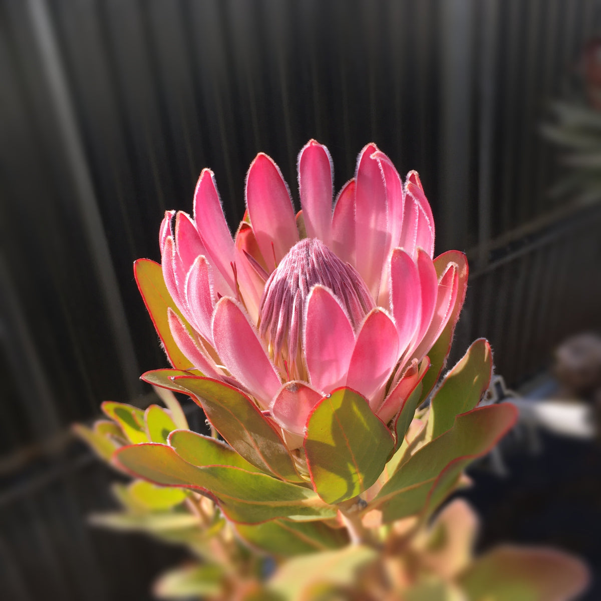 Protea compacta - 2 gallon plant – Norrie's Gift and Garden Shop at the ...