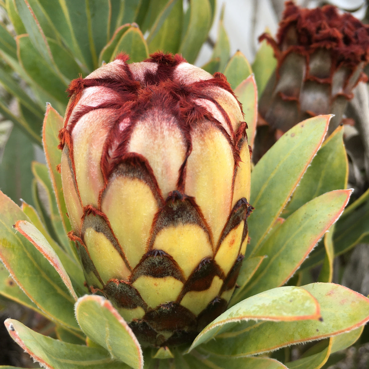 Protea 'Niobe' - 5 gallon plant – Norrie's Gift and Garden Shop at the ...