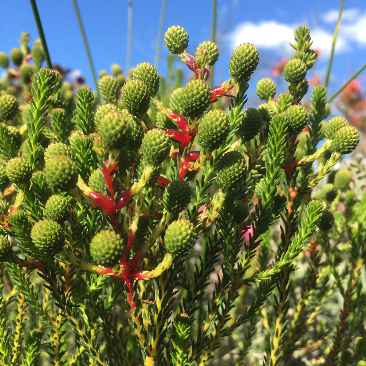 Berzelia abrotanoides - 1 gallon plant – Norrie's Gift and Garden Shop ...