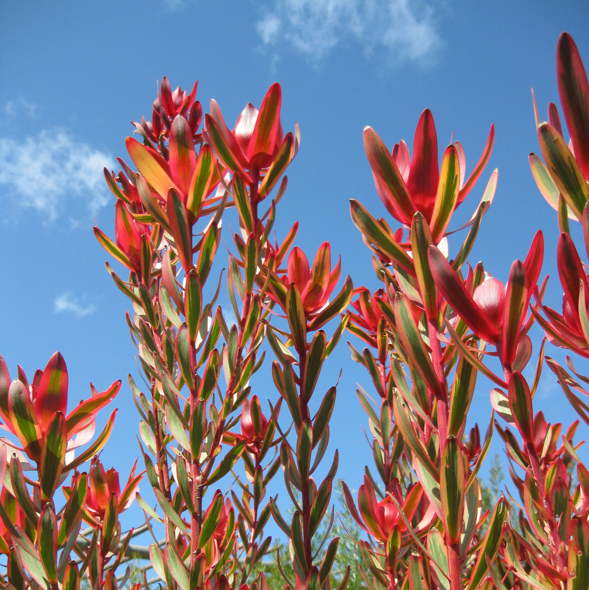 Leucadendron 'Jester' - 2 gallon plant – Norrie's Gift and Garden Shop ...