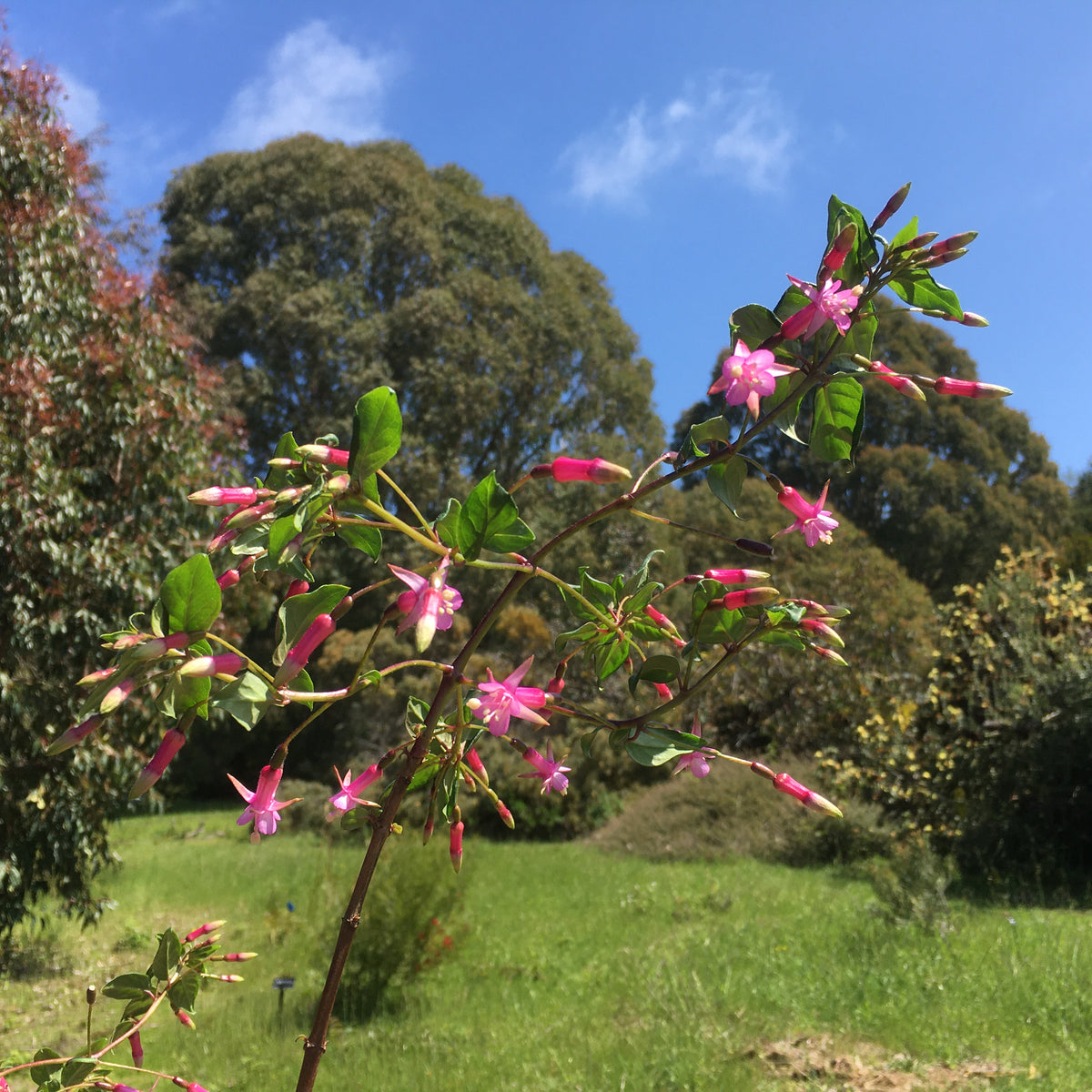 Fuchsia 'First Success' - 1 gallon plant – Norrie's Gift and Garden ...