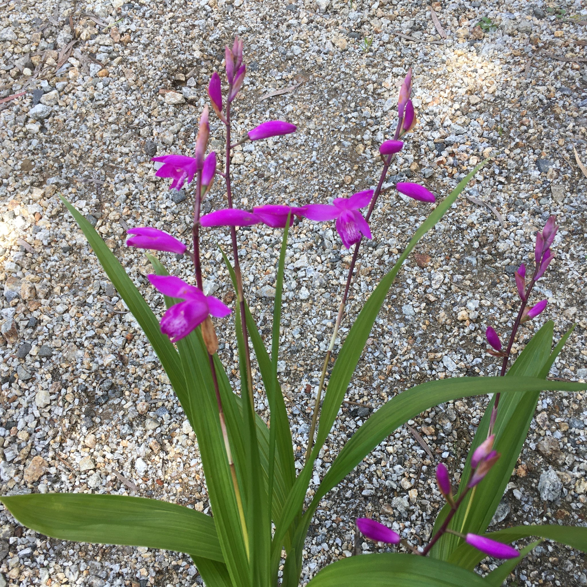 Garden Orchid Bletilla