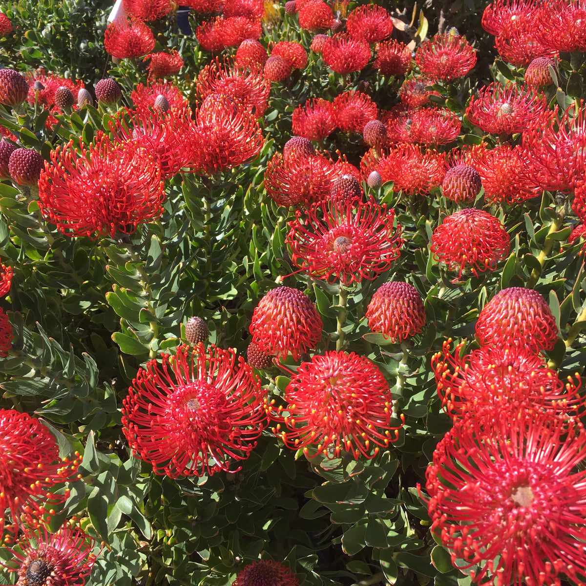 Leucospermum cordifolium 'Don's Red' - 1 gallon plant – Norrie's Gift ...