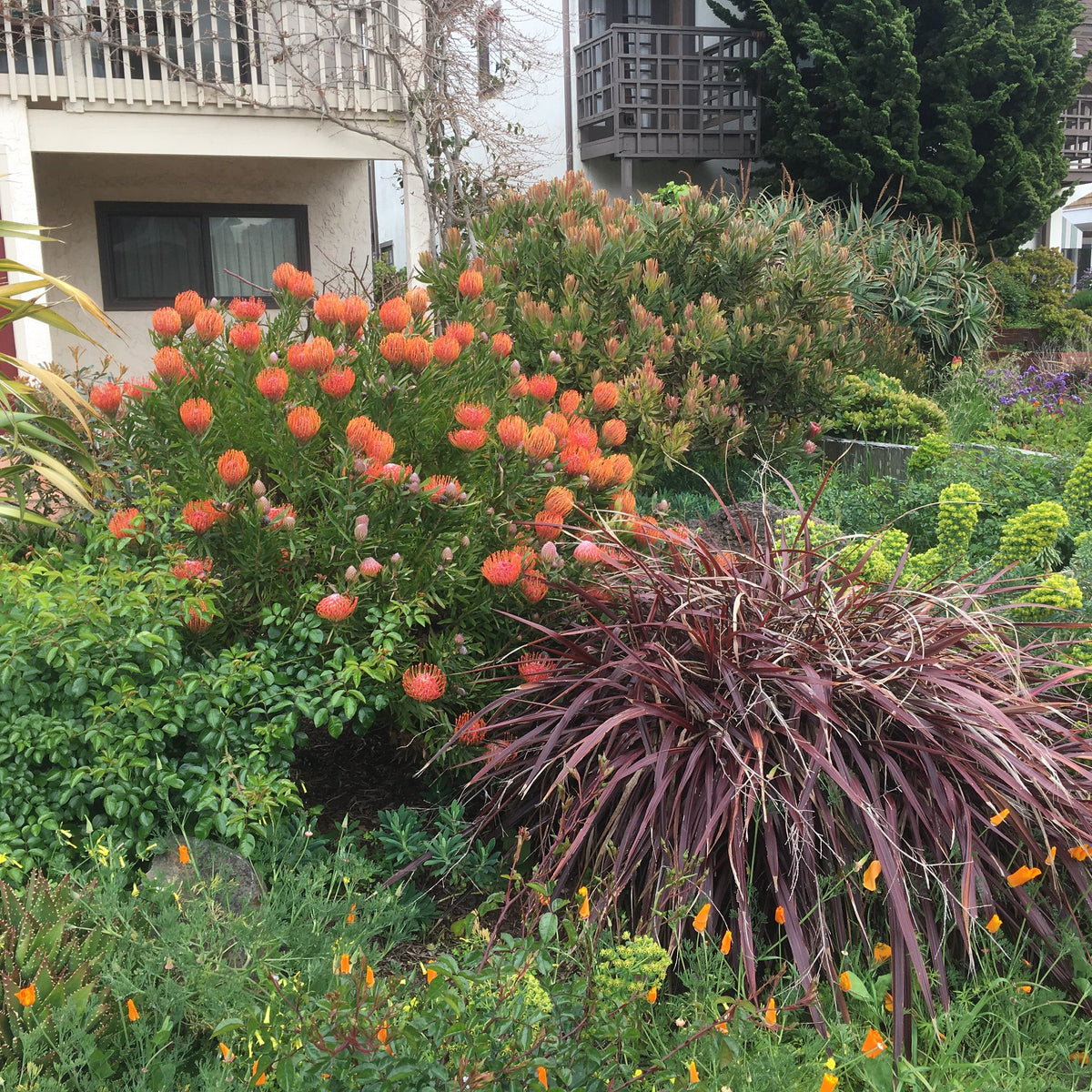 Leucospermum 'Tango' - 2 gallon plant – Norrie's Gift and Garden Shop ...