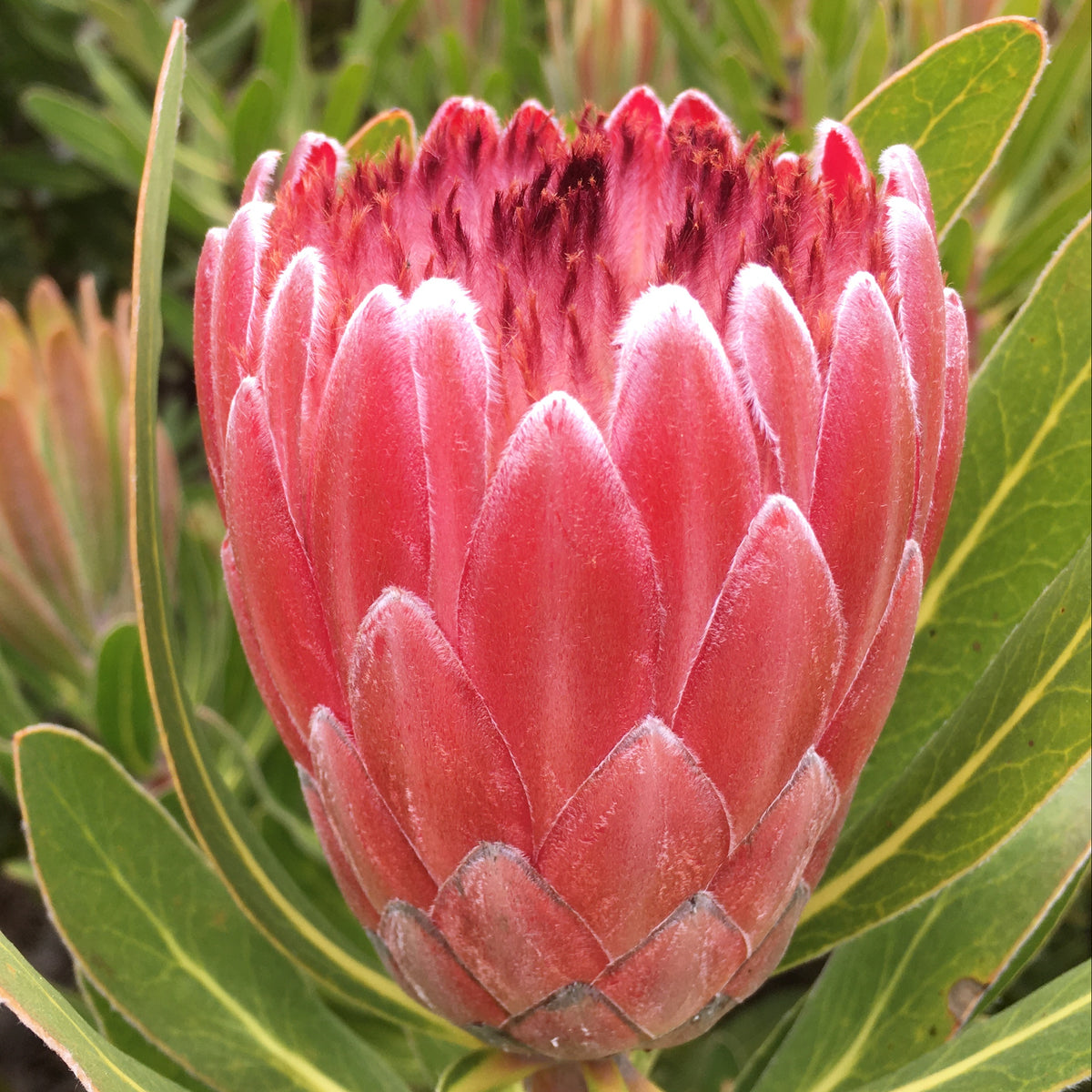 Protea 'Pink Ice' - 2 gallon plant – Norrie's Gift and Garden Shop at ...