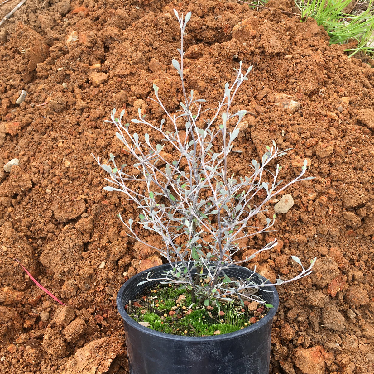 Corokia 'Silver Ghost' - 1 gallon plant – Norrie's Gift and Garden Shop ...