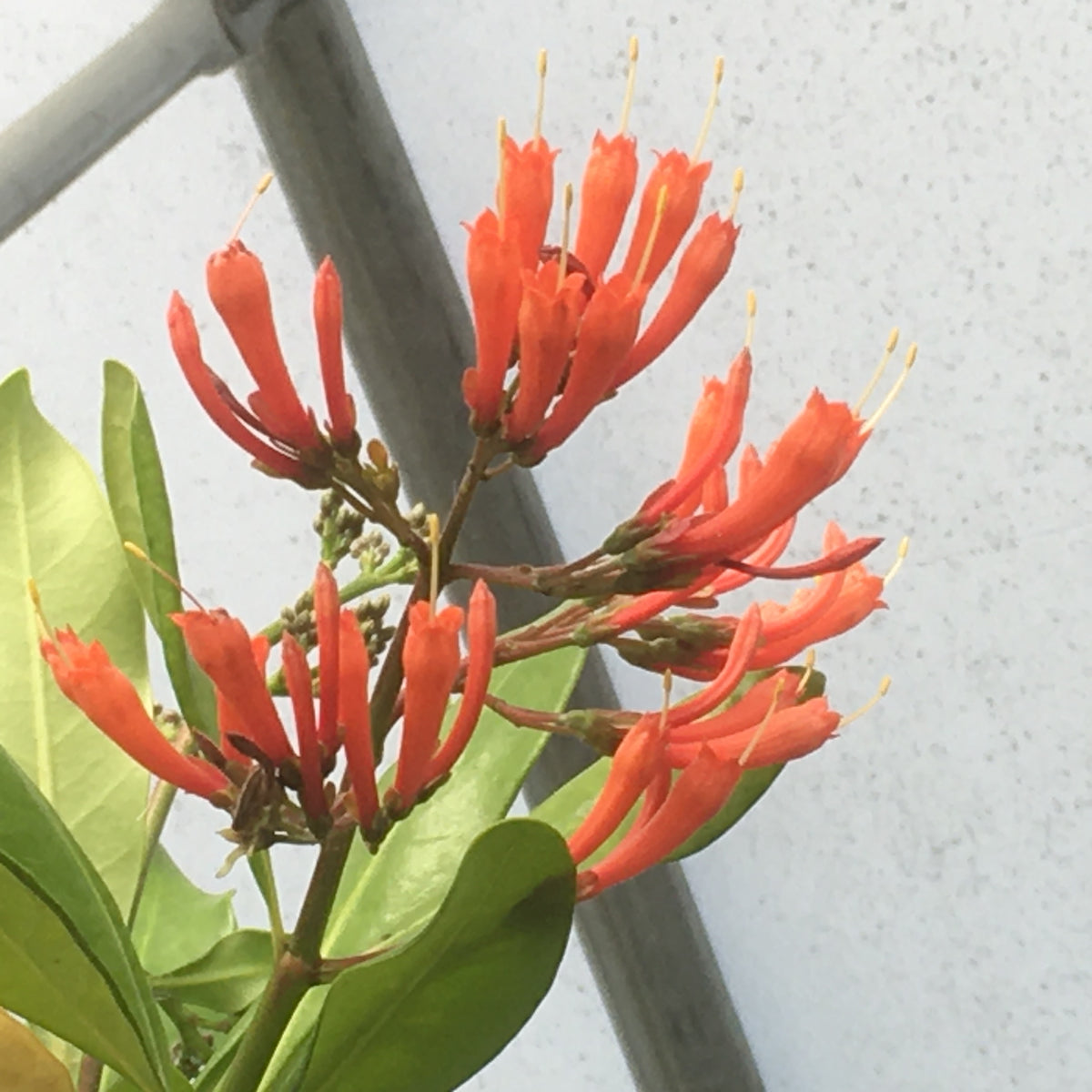 Alberta magna - 5 gallon plant – Norrie's Gift and Garden Shop at the ...