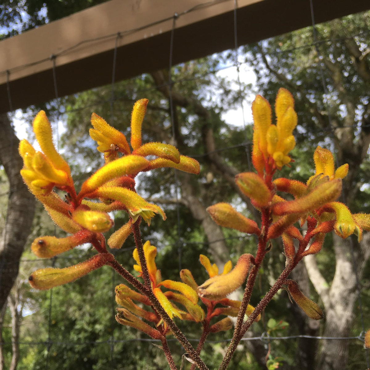 Anigozanthos flavidus - tall yellow - 2 gallon plant – Norrie's Gift ...