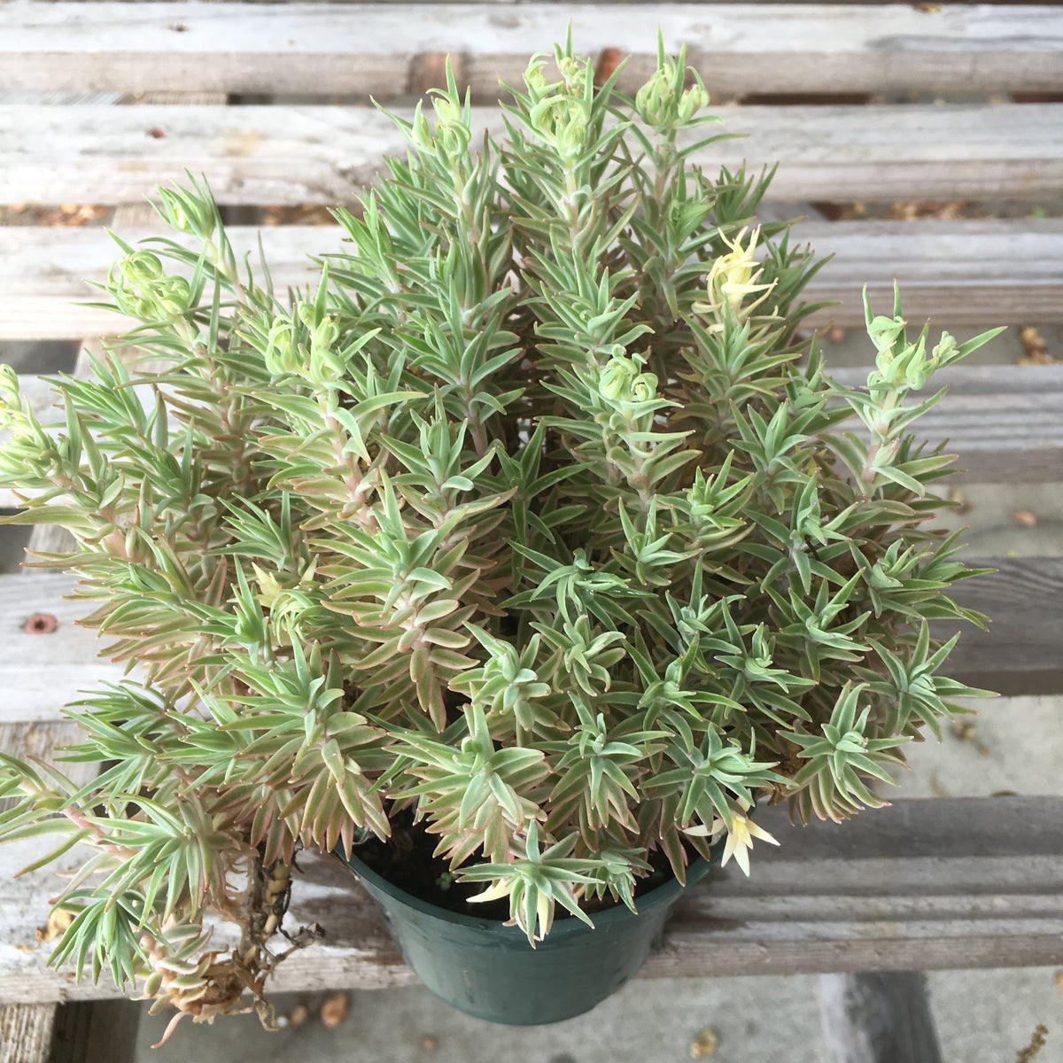 Sedum lineare 'Variegatum' - 4 inch plant – Norrie's Gift and Garden ...