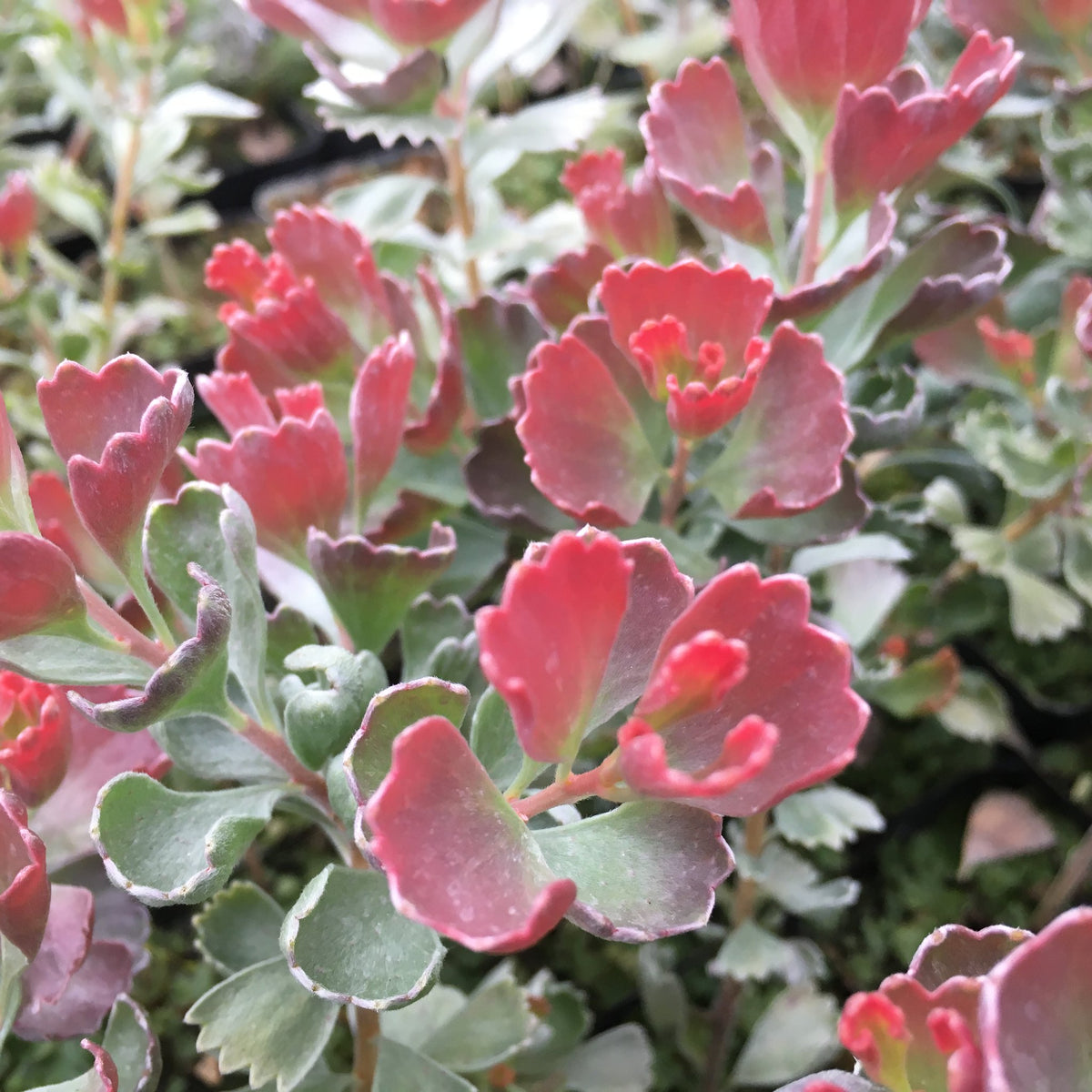 Adenanthos cuneatus 'Coral Drift' - 1 gallon plant – Norrie's Gift and ...