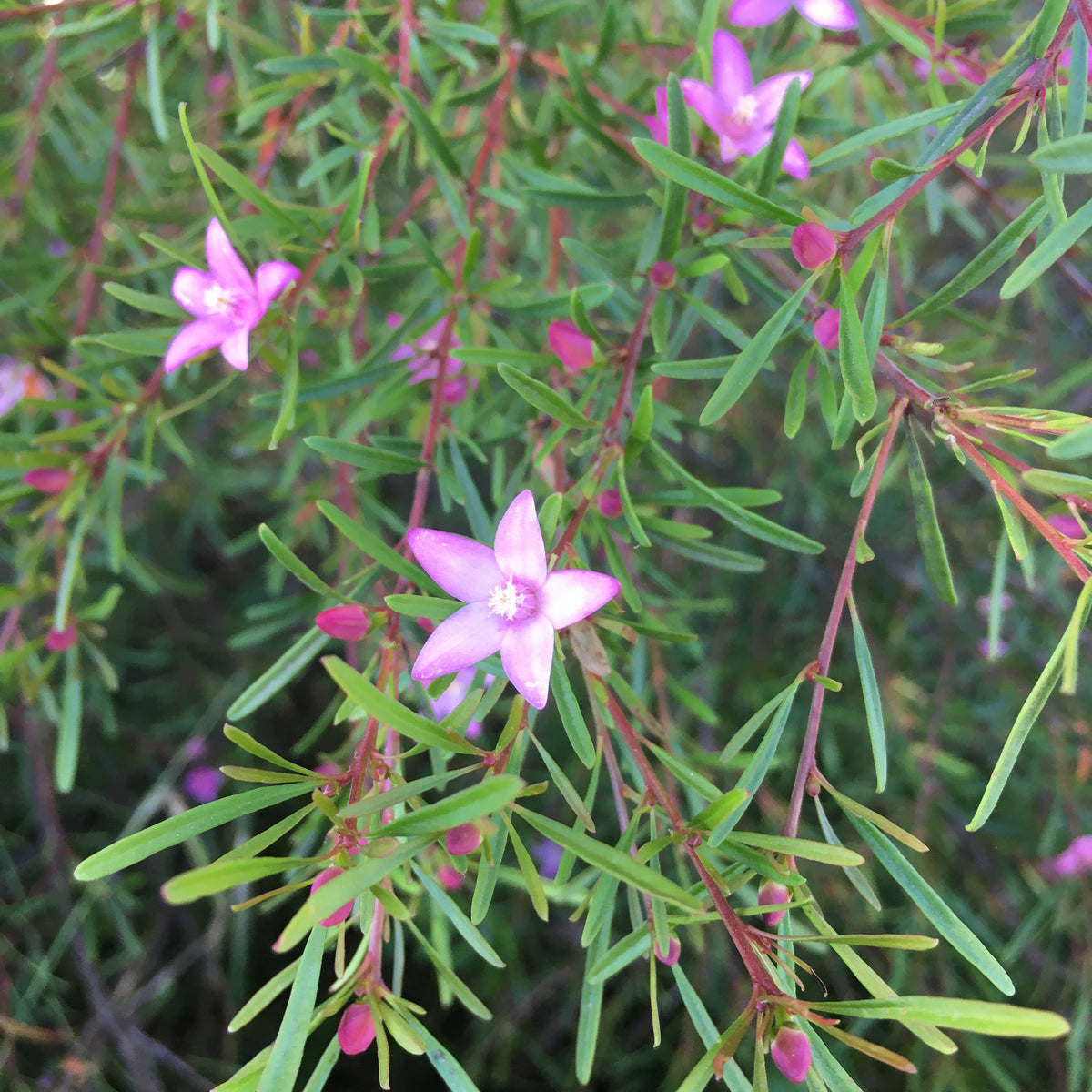 Crowea exalata 'Southern Stars' - 1 gallon plant – Norrie's Gift and ...