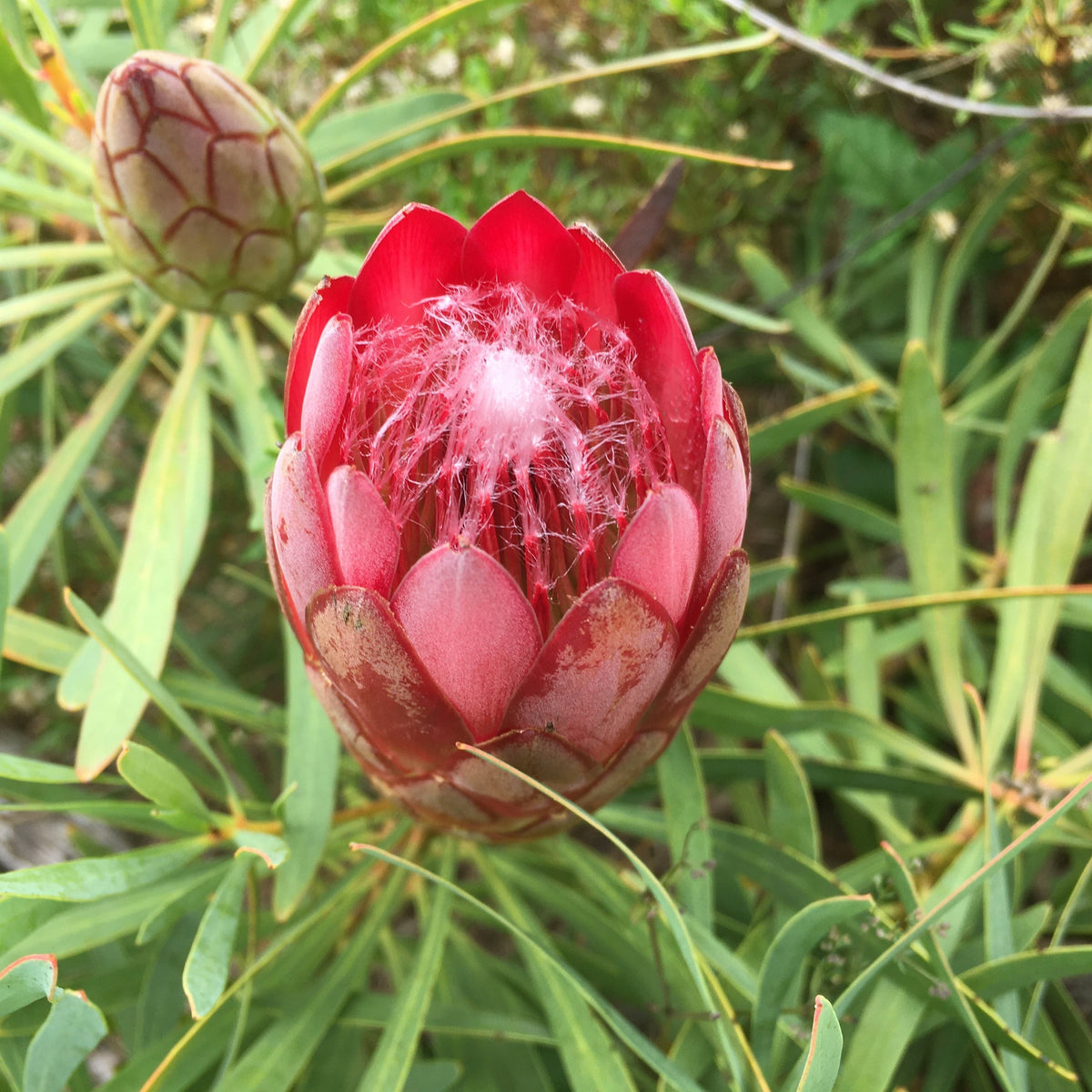 Protea repens 'Rubens' - 5 gallon plant – Norrie's Gift and Garden Shop ...
