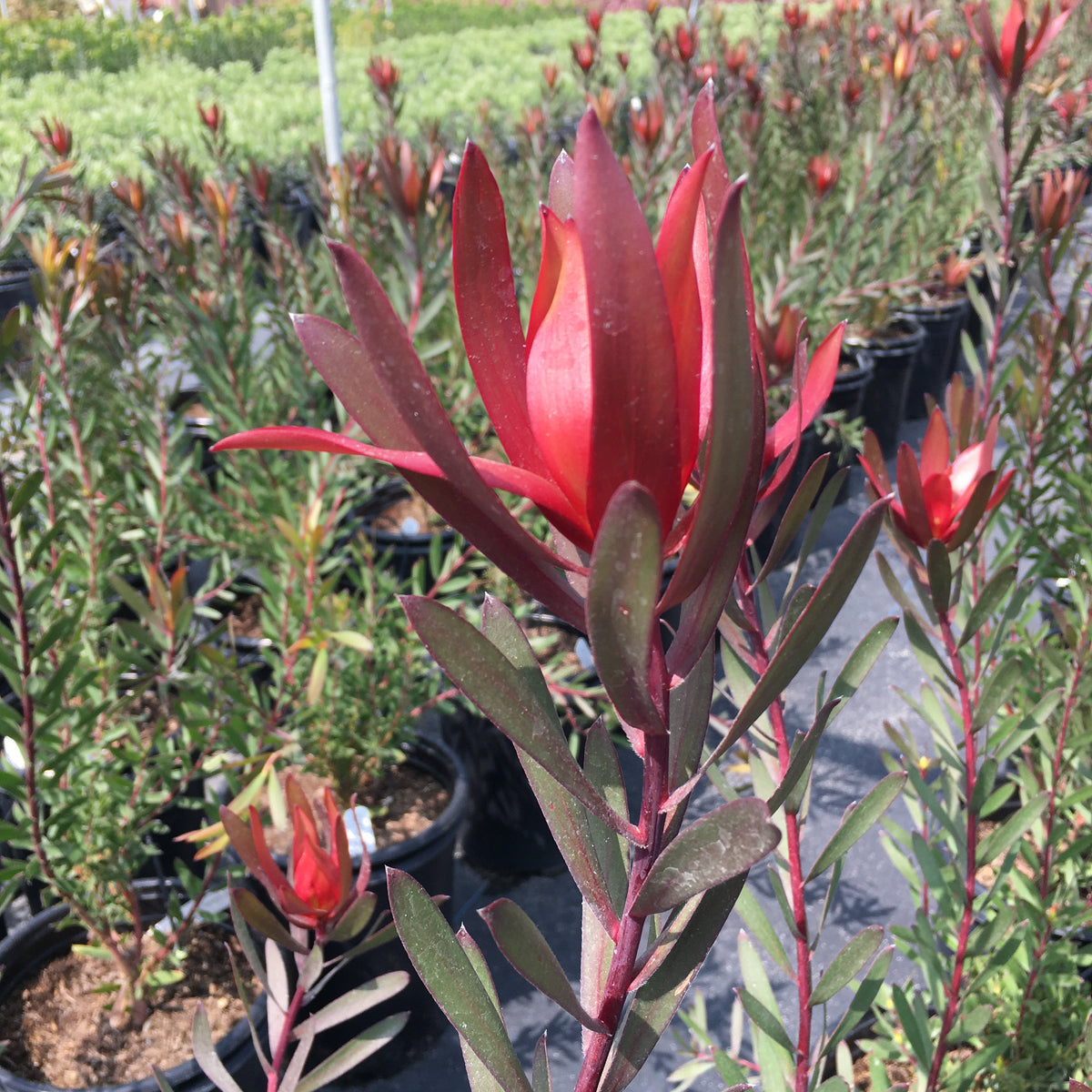 Leucadendron 'Silvan Red' - 2 gallon plant – Norrie's Gift and Garden ...