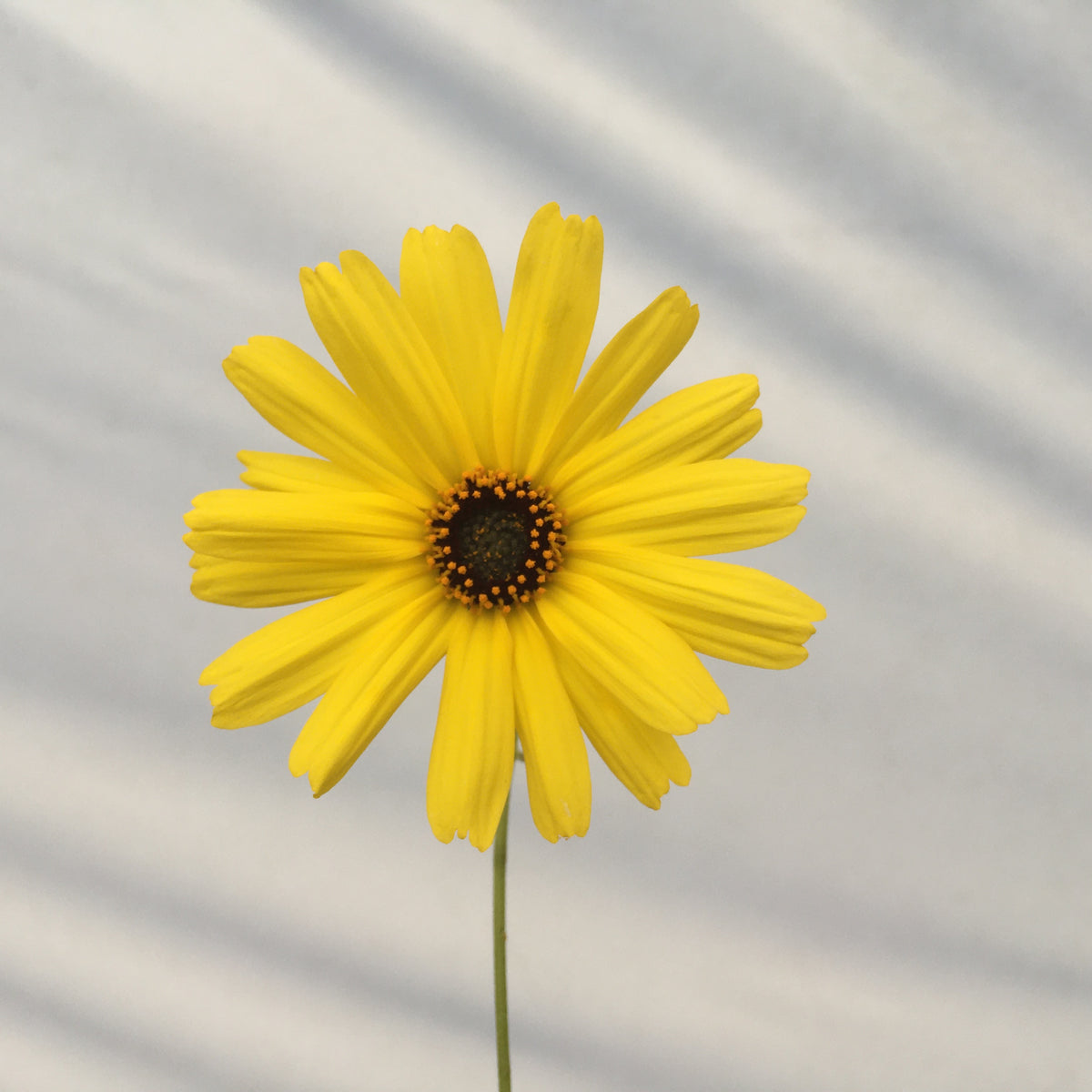 Encelia californica - 1 gallon plant – Norrie's Gift and Garden Shop at ...