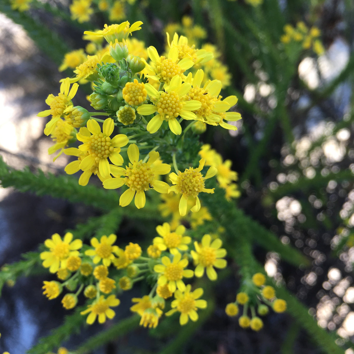 Euryops virgineus - 1 gallon plant – Norrie's Gift and Garden Shop at ...