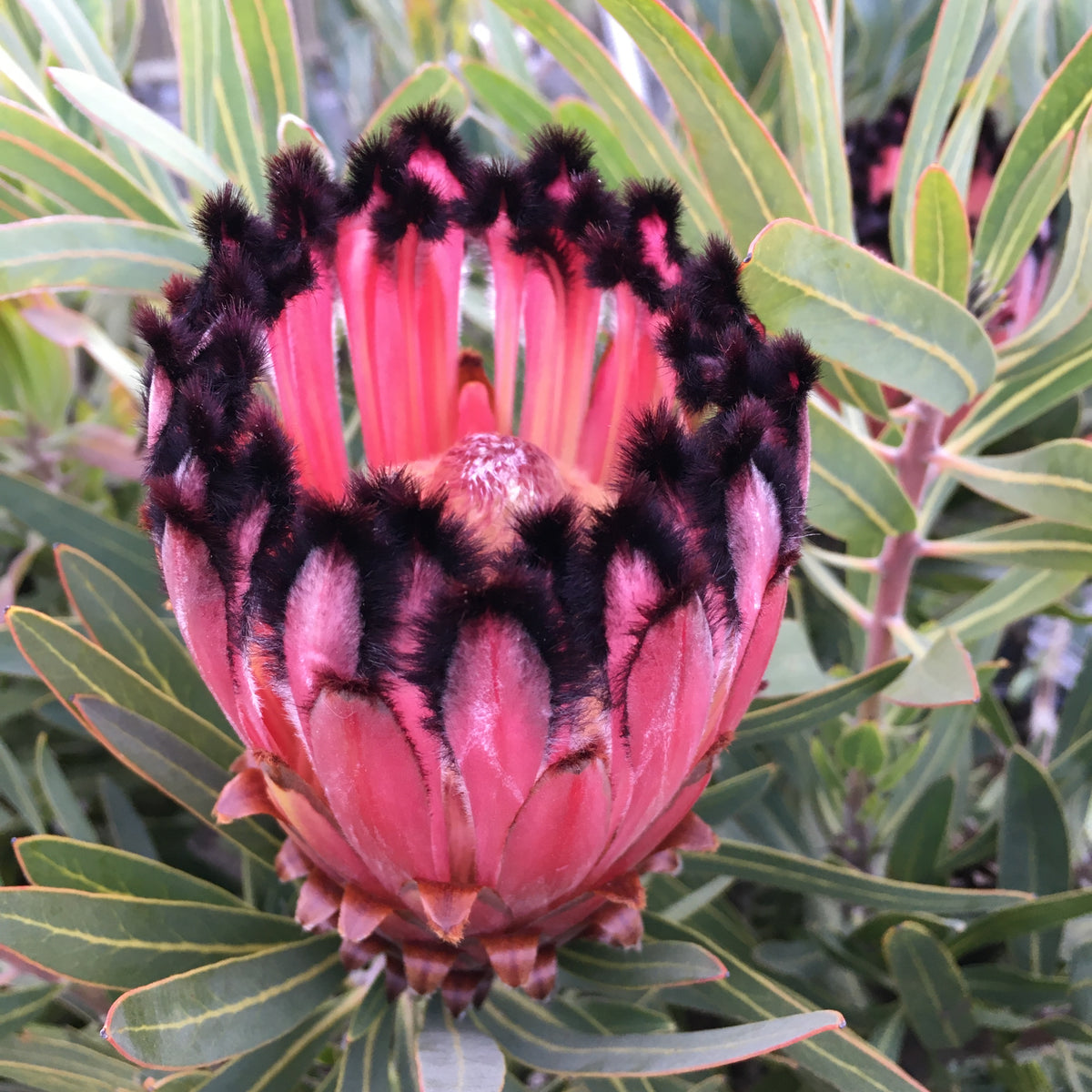Protea 'Bishop Tutu' - 1 gallon plant – Norrie's Gift and Garden Shop ...