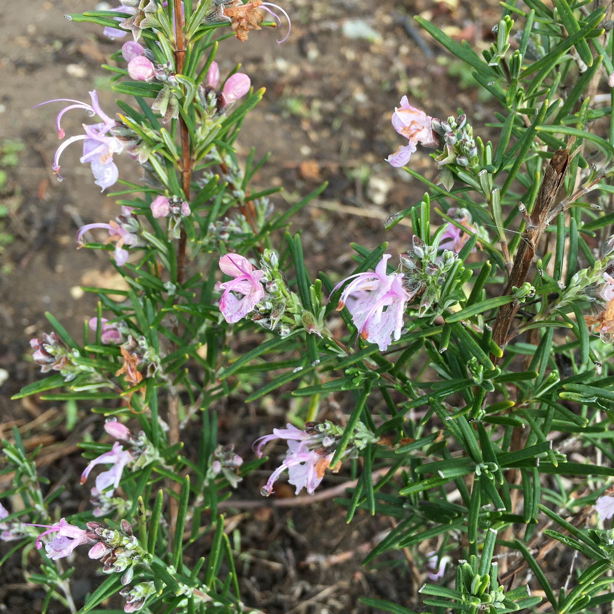 Rosmarinus Officinalis Roseus