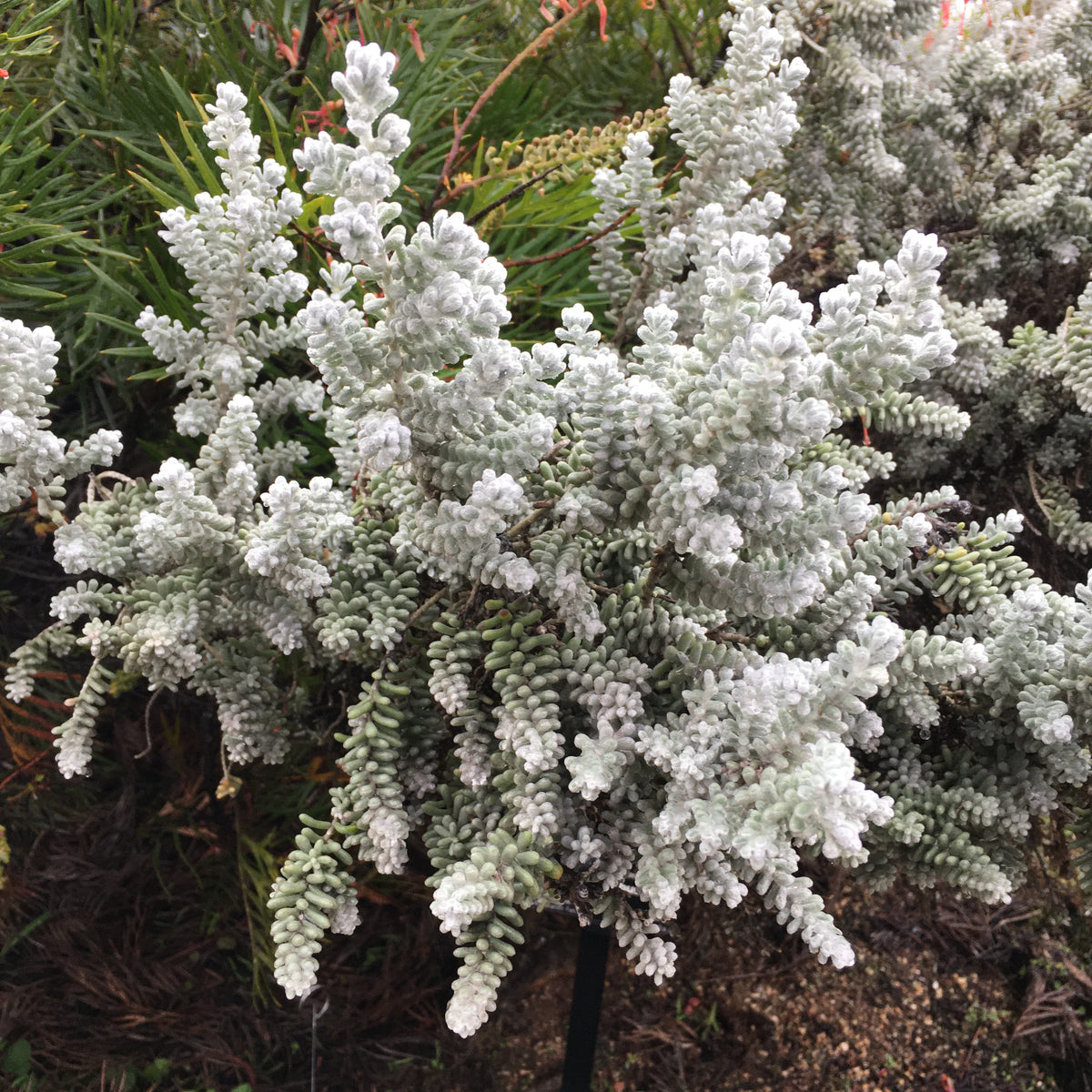 Maireana sedifolia - 1 gallon plant – Norrie's Gift and Garden Shop at ...