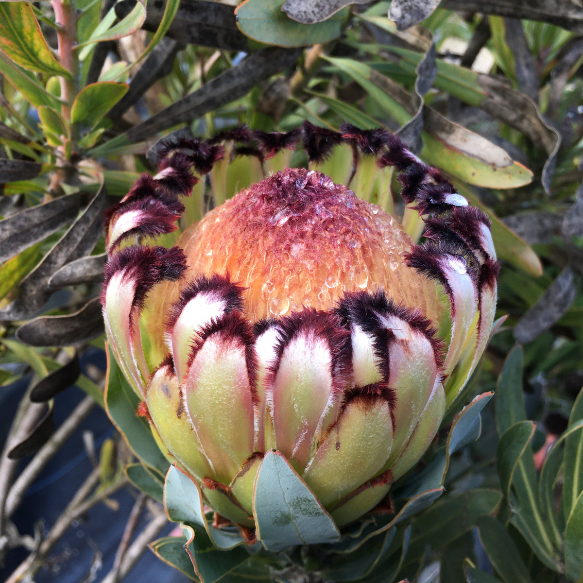 Protea 'Niobe' - 2 gallon plant – Norrie's Gift and Garden Shop at the ...