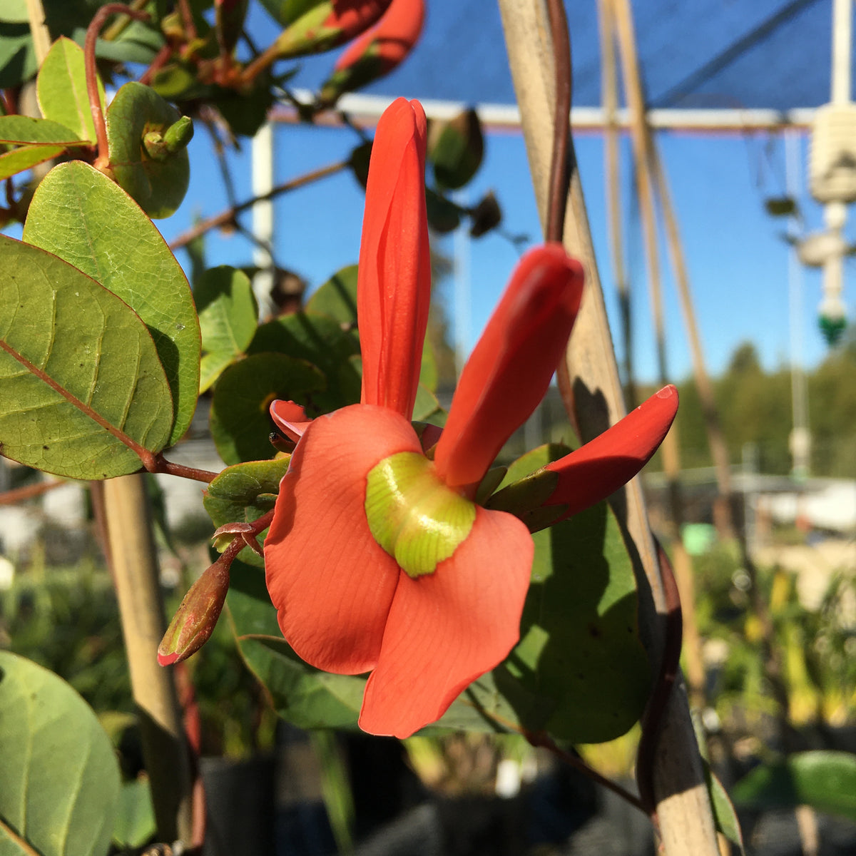 Kennedia prostrata - 2 gallon plant – Norrie's Gift and Garden Shop at ...