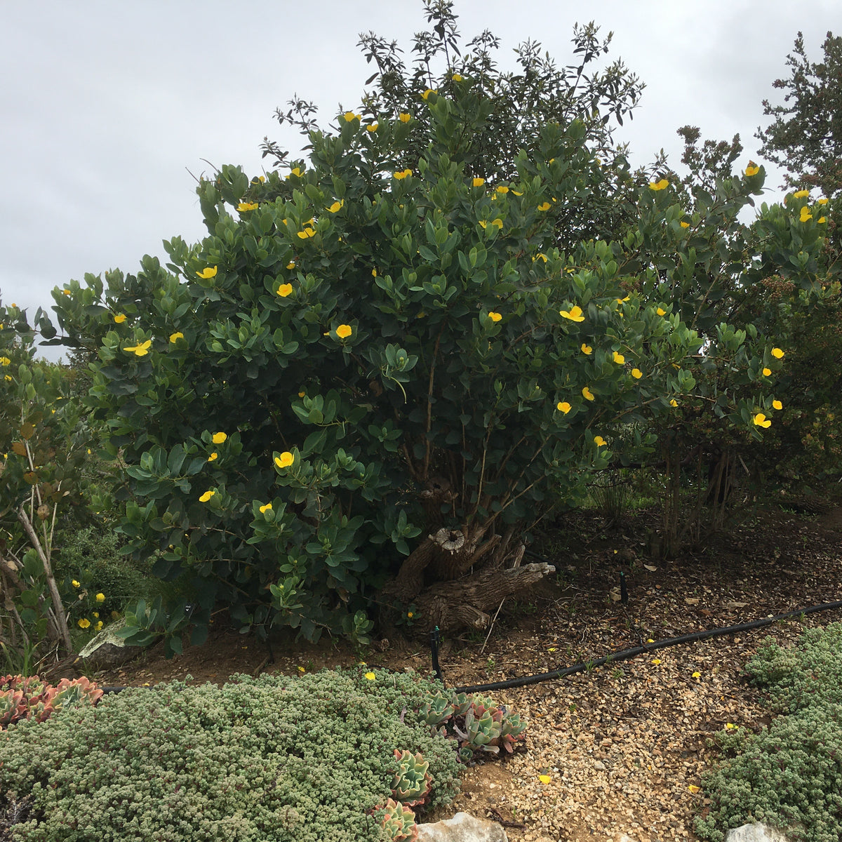 Dendromecon harfordii - 1 gallon plant – Norrie's Gift and Garden Shop ...