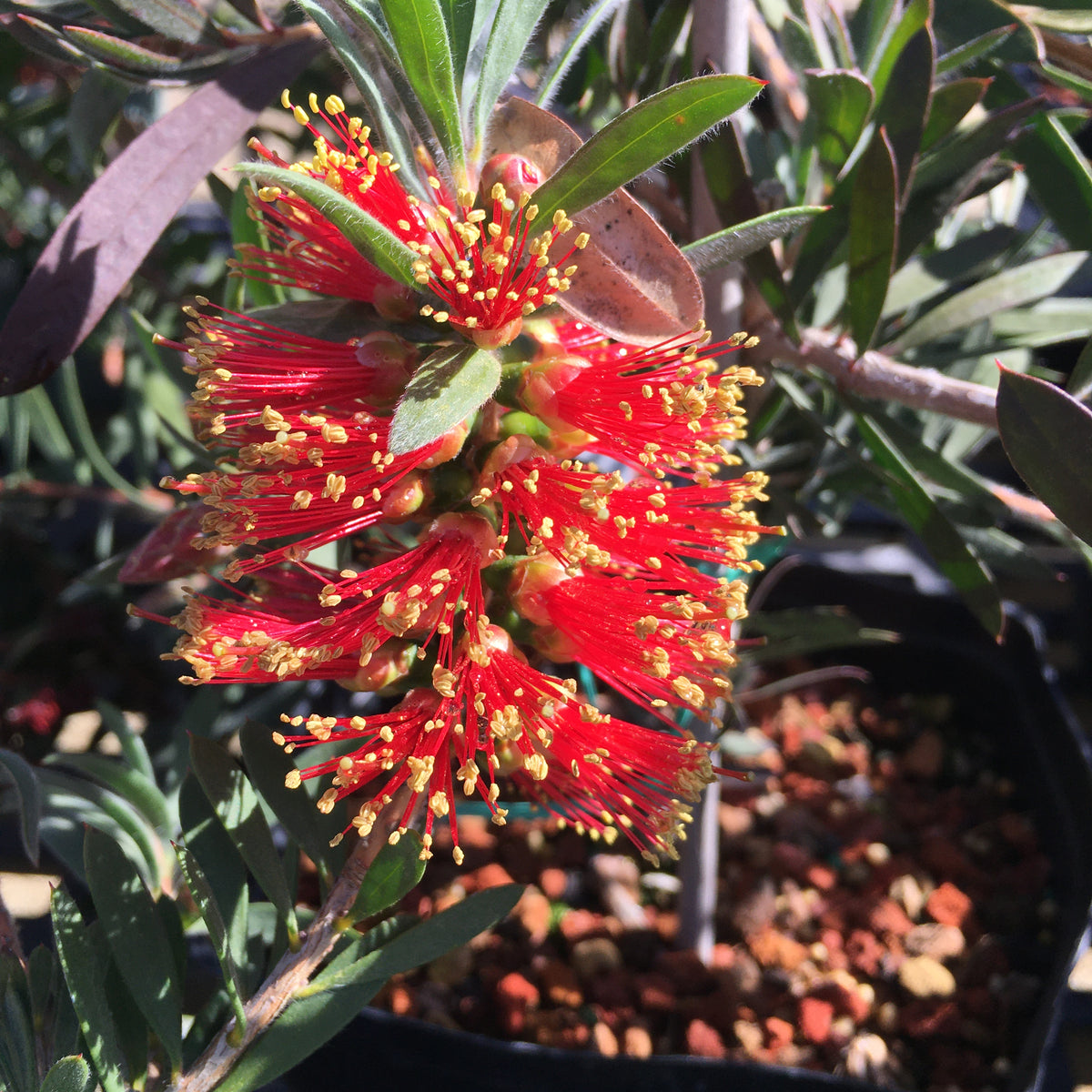 Callistemon rugulosus - 1 gallon plant – Norrie's Gift and Garden Shop ...