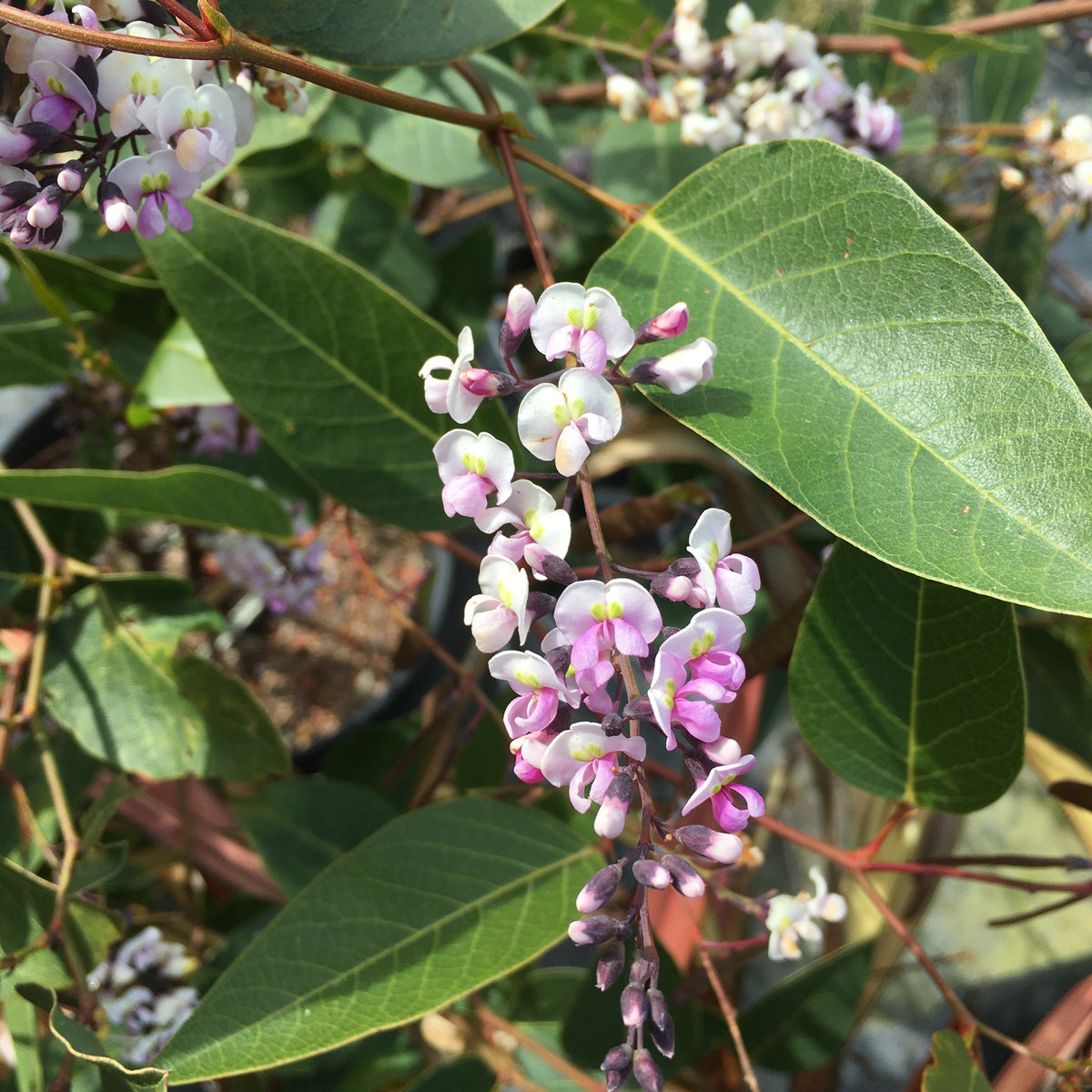 Hardenbergia violacea (pink flowered form) - 2 gallon plant – Norrie's ...