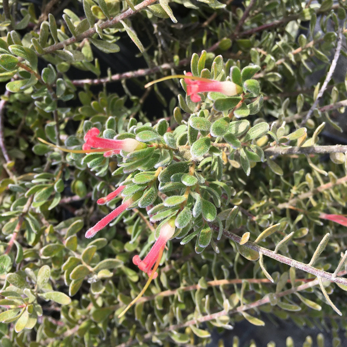 Adenanthos dobsonii - 3 gallon plant – Norrie's Gift and Garden Shop at ...