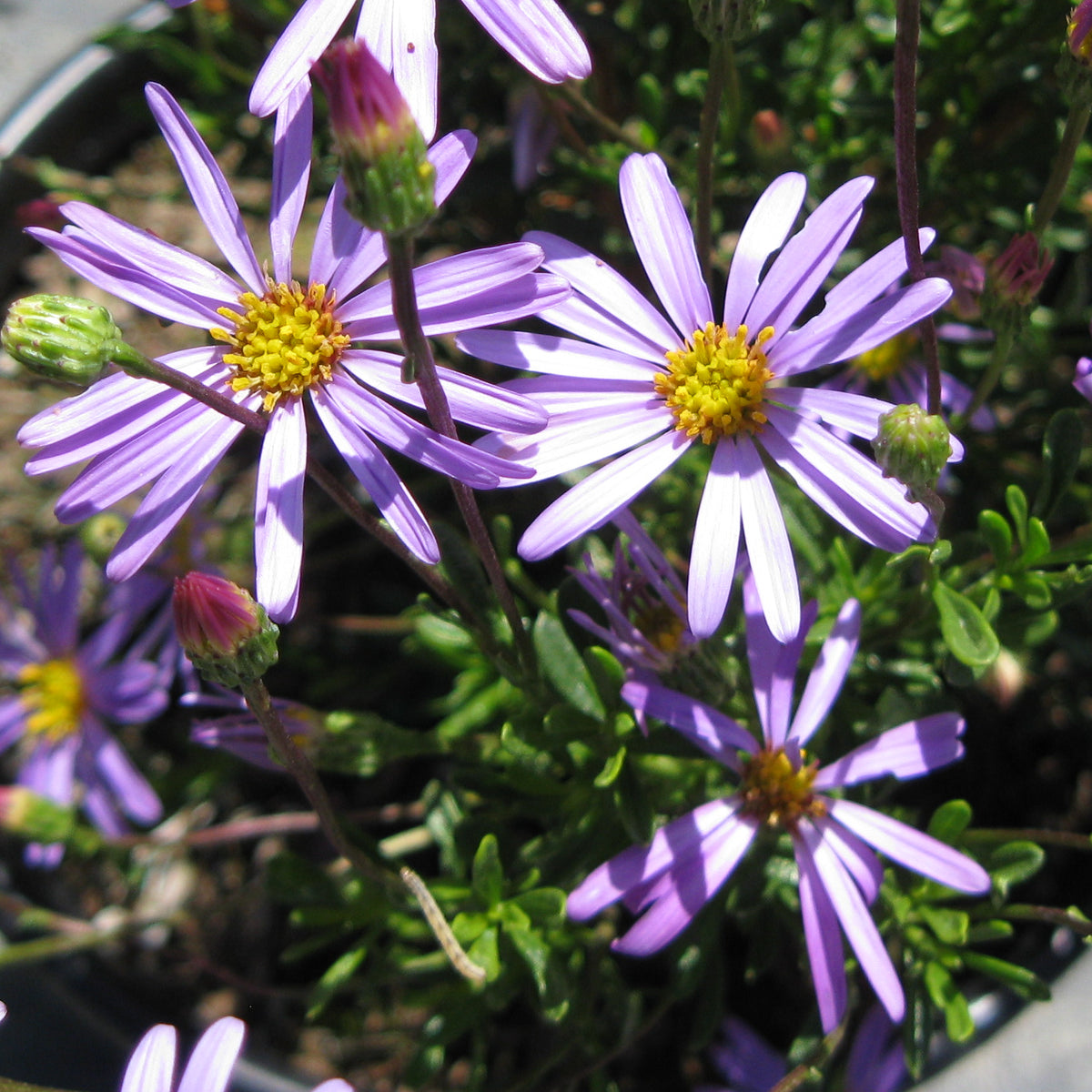 Felicia fruticosa - 1 gallon plant – Norrie's Gift and Garden Shop at ...