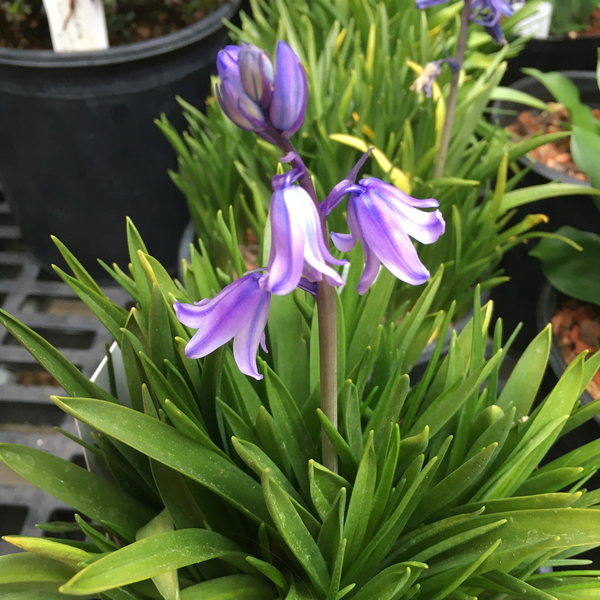 Scilla sp. - 1 gallon plant – Norrie's Gift and Garden Shop at the UC ...