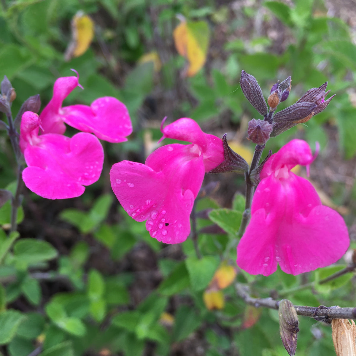 Salvia microphylla 'UCB Pink' - 1 gallon plant – Norrie's Gift and ...