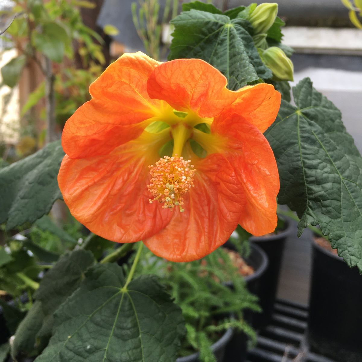 Abutilon 'Victor Reiter'- 5 gallon plant – Norrie's Gift and Garden ...