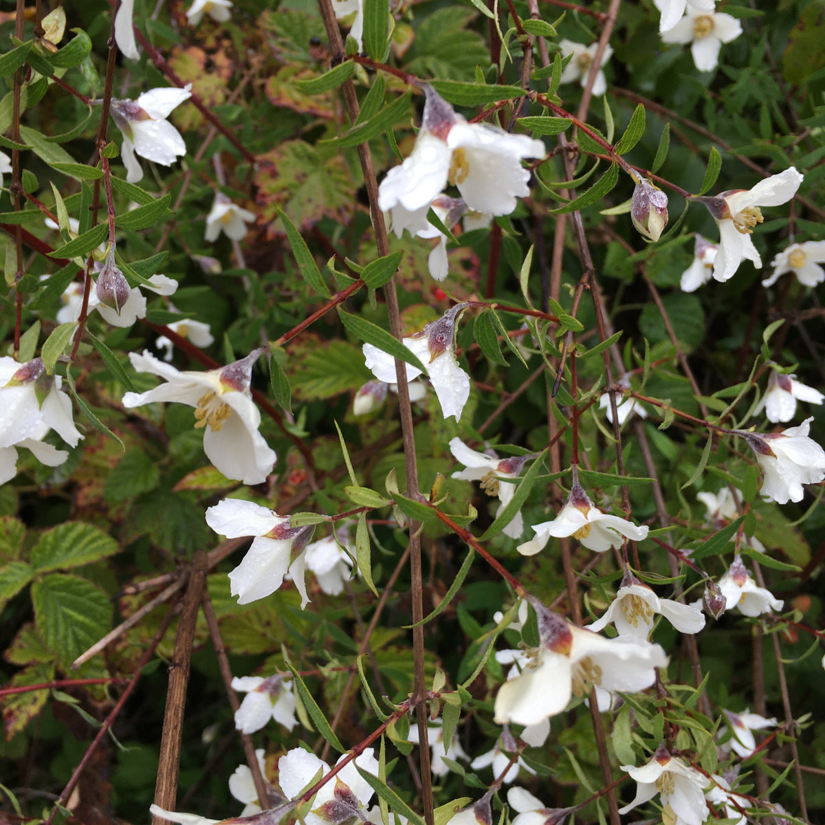 Philadelphus sp. (from Mexico) - 1 gallon plant – Norrie's Gift and ...