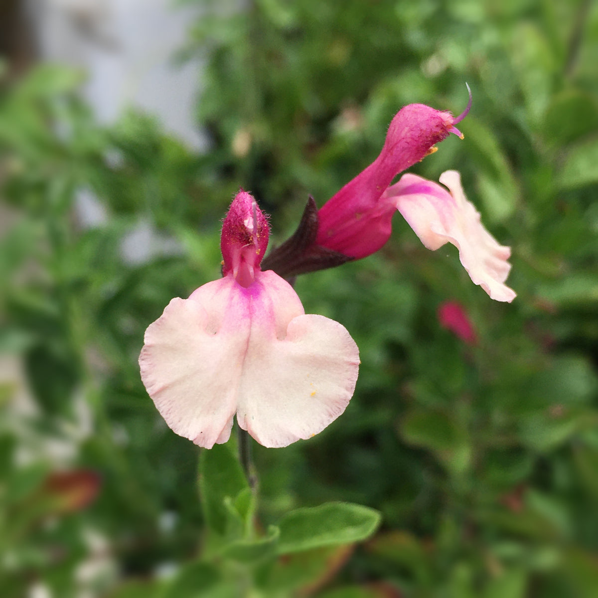 Salvia microphylla 'Shell Berry' - 1 gallon plant – Norrie's Gift and ...