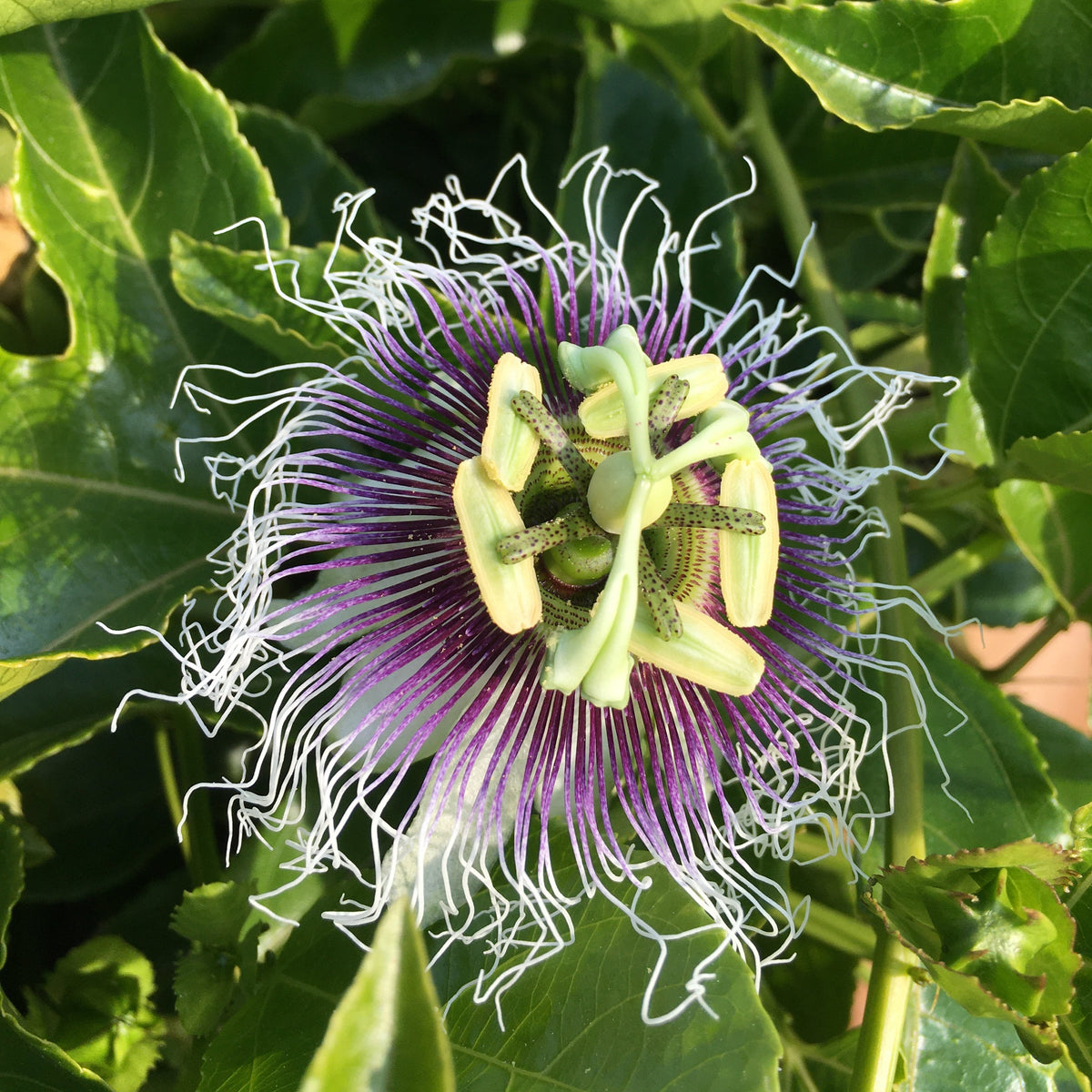 Passiflora edulis 'Frederick' - 2 gallon plant – Norrie's Gift and ...