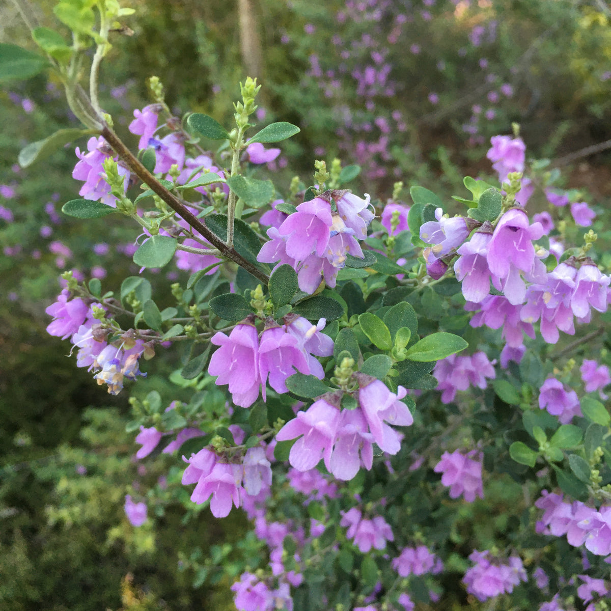 Prostanthera rotundifolia 'Glen Davis' - 1 gallon plant – Norrie's Gift ...