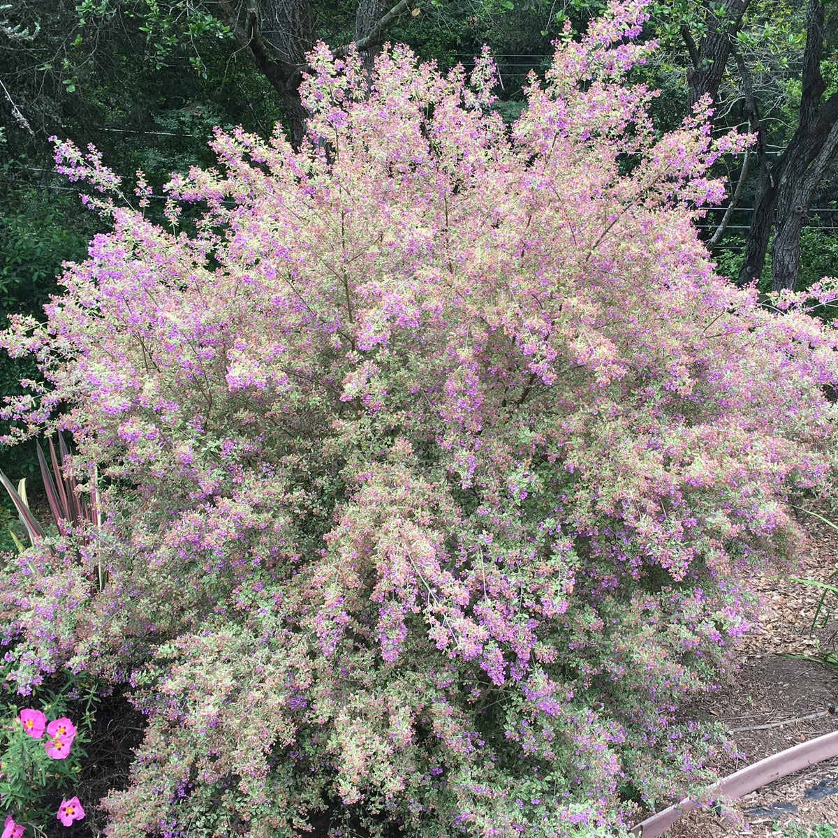 Prostanthera ovalifolia 'Variegata' - 1 gallon plant – Norrie's Gift ...