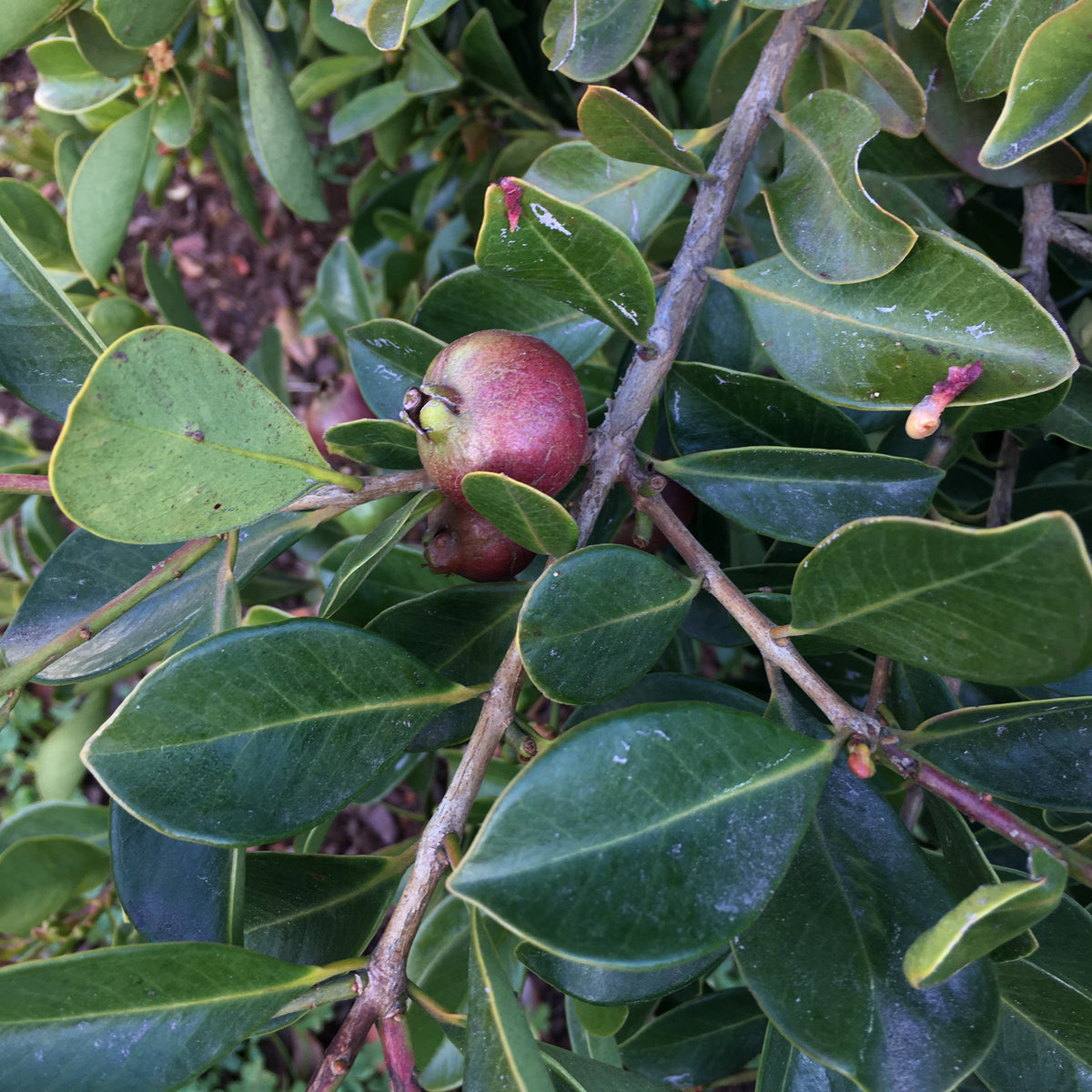 Psidium cattleianum - 1 gallon plant – Norrie's Gift and Garden Shop at ...