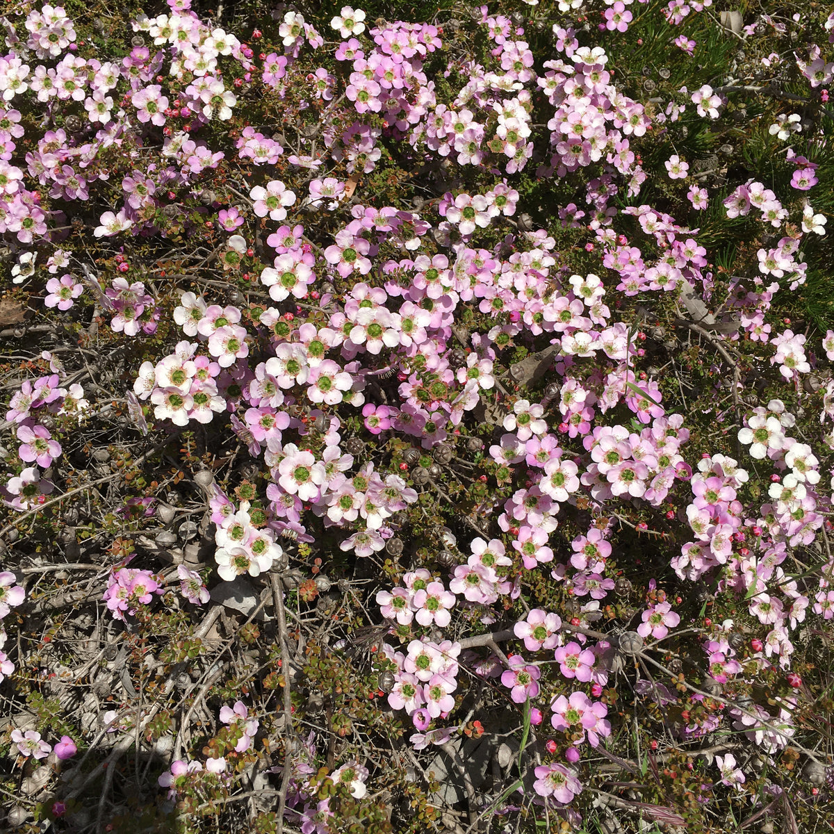 Leptospermum rotundifolium 'Julie Ann' - 1 gallon plant – Norrie's Gift ...