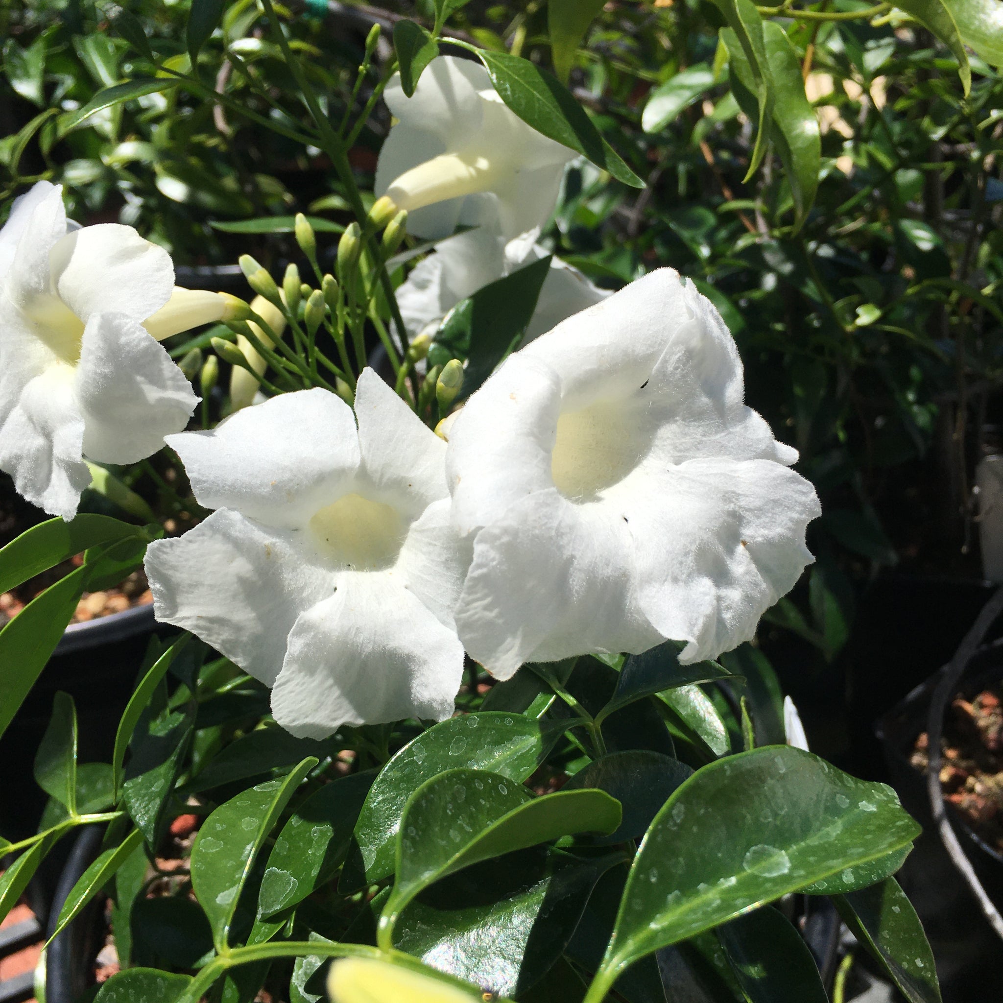 Pandorea Jasminoides Alba