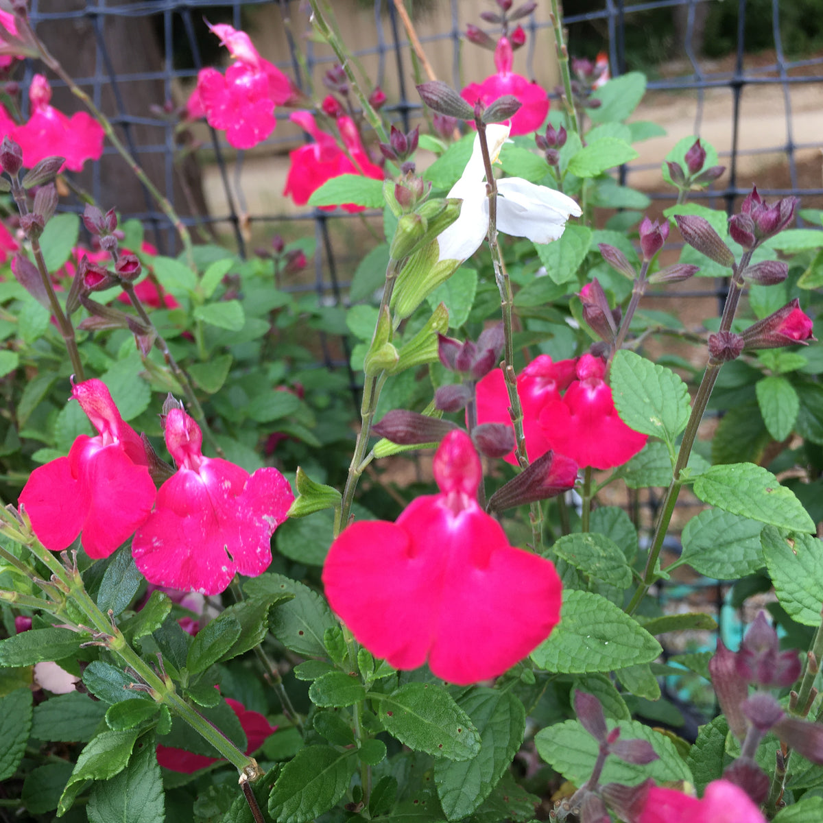 Salvia microphylla 'Kissing Pink' - 1 gallon plant – Norrie's Gift and ...