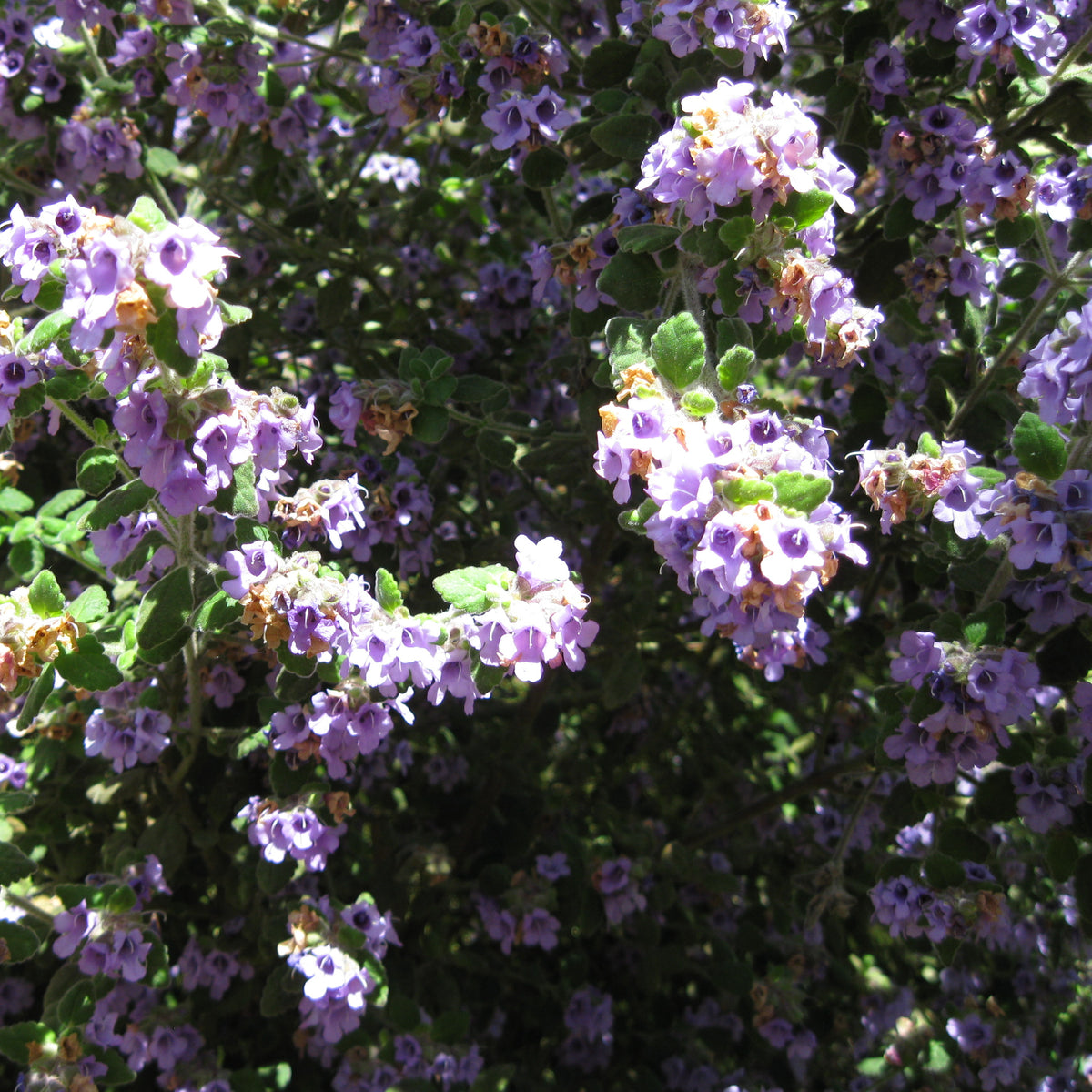 Prostanthera incana - 1 gallon plant – Norrie's Gift and Garden Shop at ...