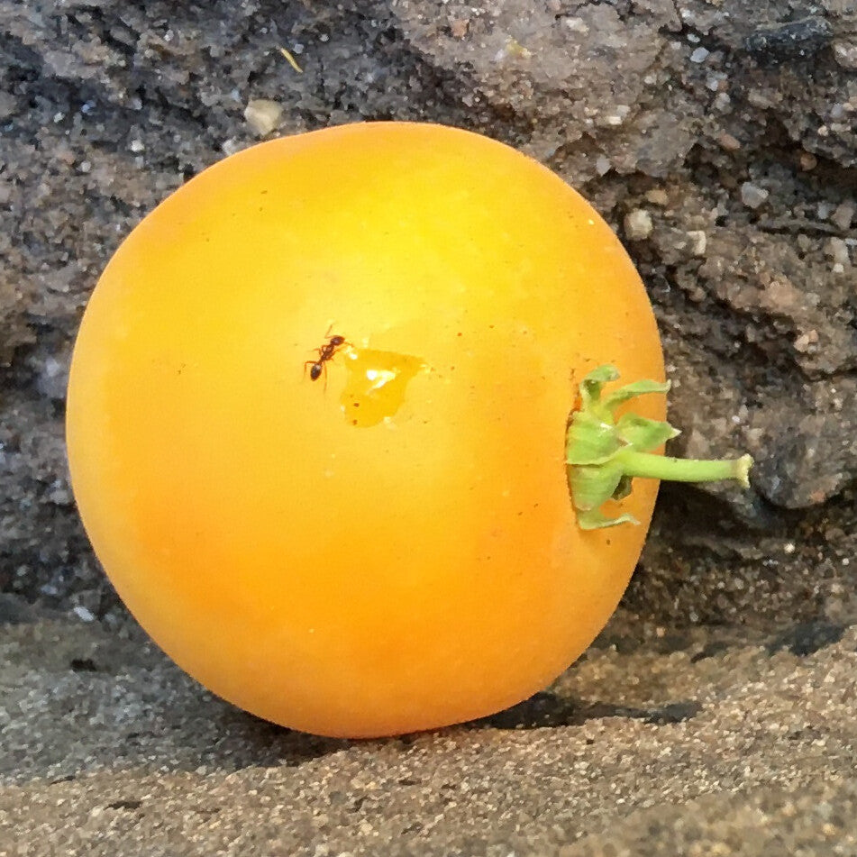 Dovyalis caffra (unsexed seedlings) - 5 gallon plant – Norrie's Gift ...