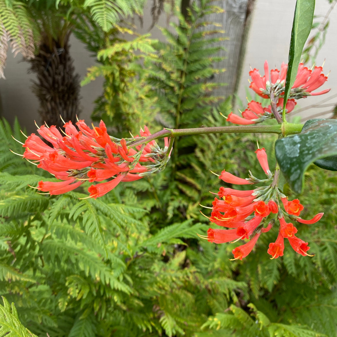 Norrie's Gift and Garden Shop at the UC Santa Cruz Arboretum & Botanic ...